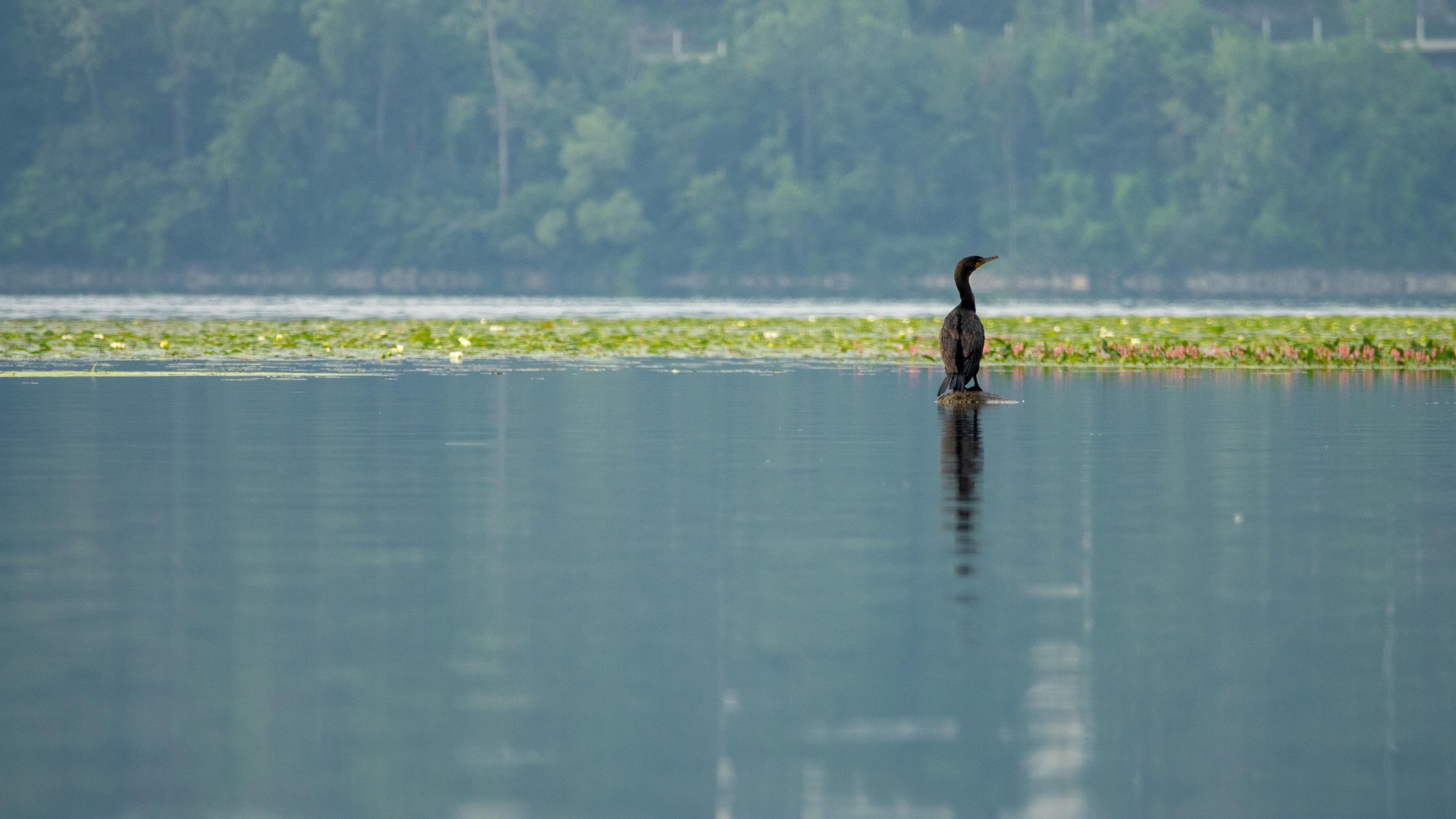 Les cormorans de Mingan au cœur d’une recherche universitaire | OHdio ...