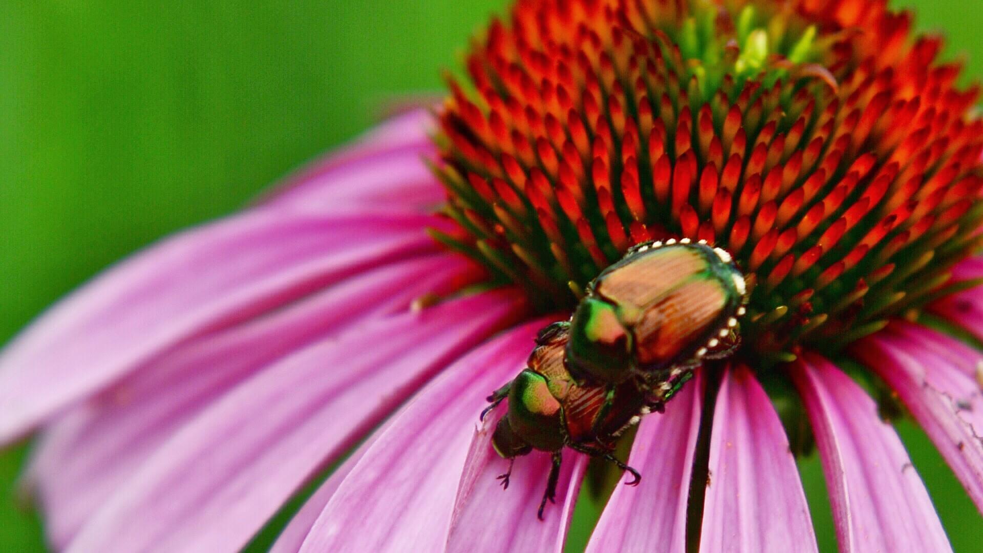 Un ennemi aux trousses du scarabée japonais | OHdio | Radio-Canada