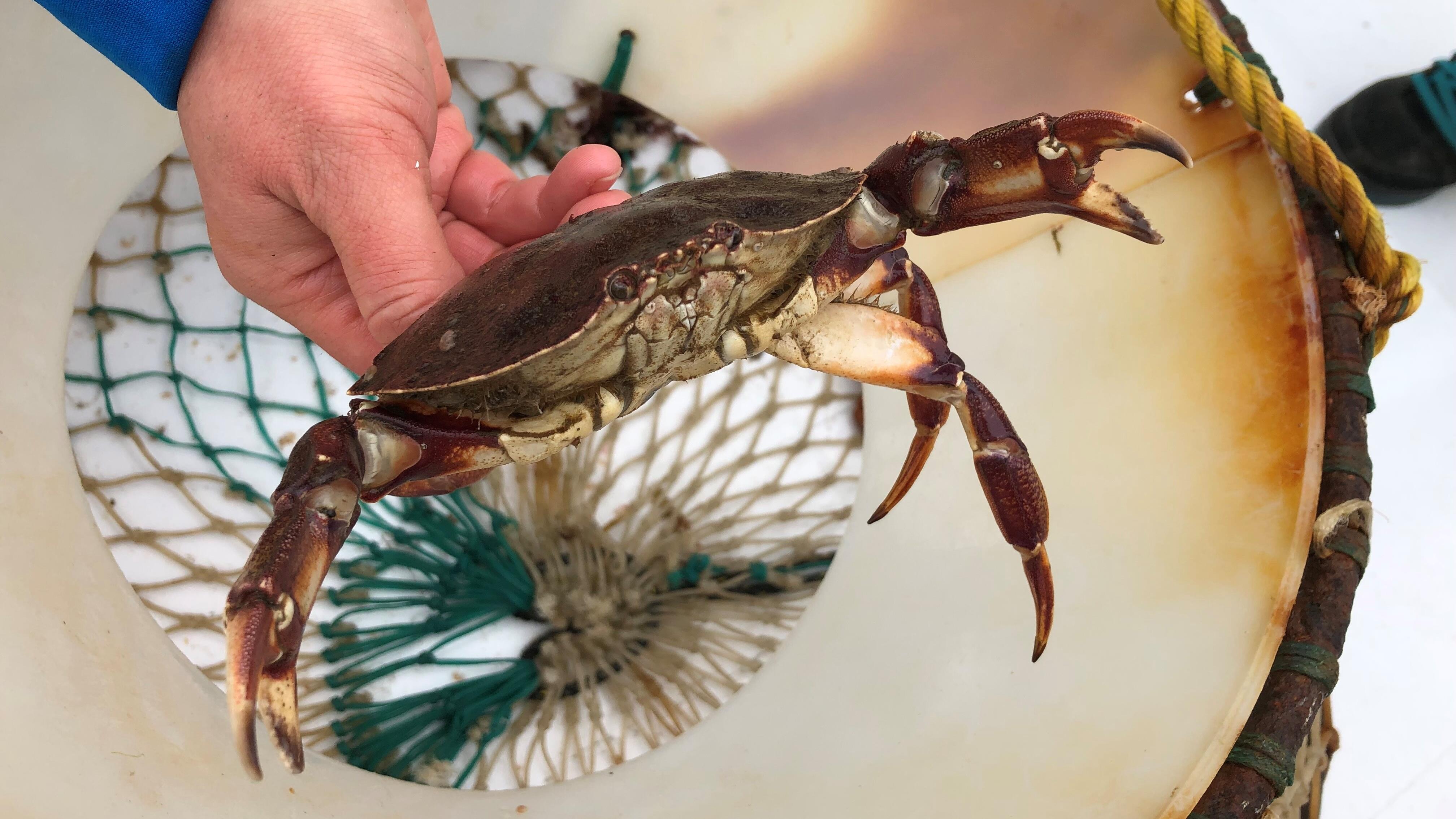 Des Gaspésiens comptent sur la mise en marché du crabe commun