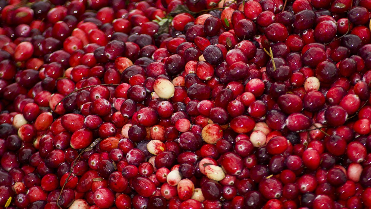 La canneberge : un fruit festif et aux multiples utilisations | Radio ...