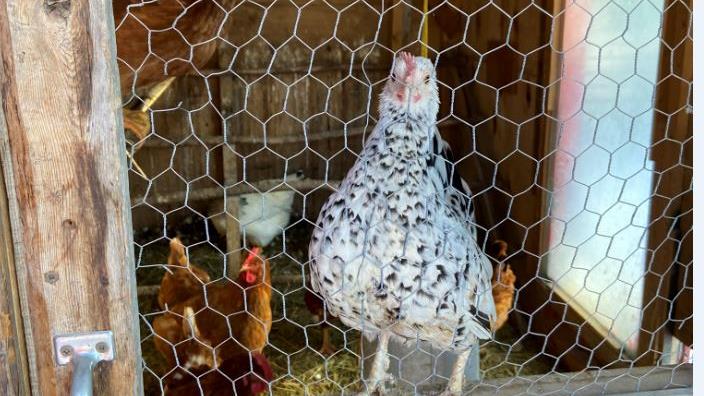 Regina et Saskatoon devraient-elles permettre l'élevage de poules en ...