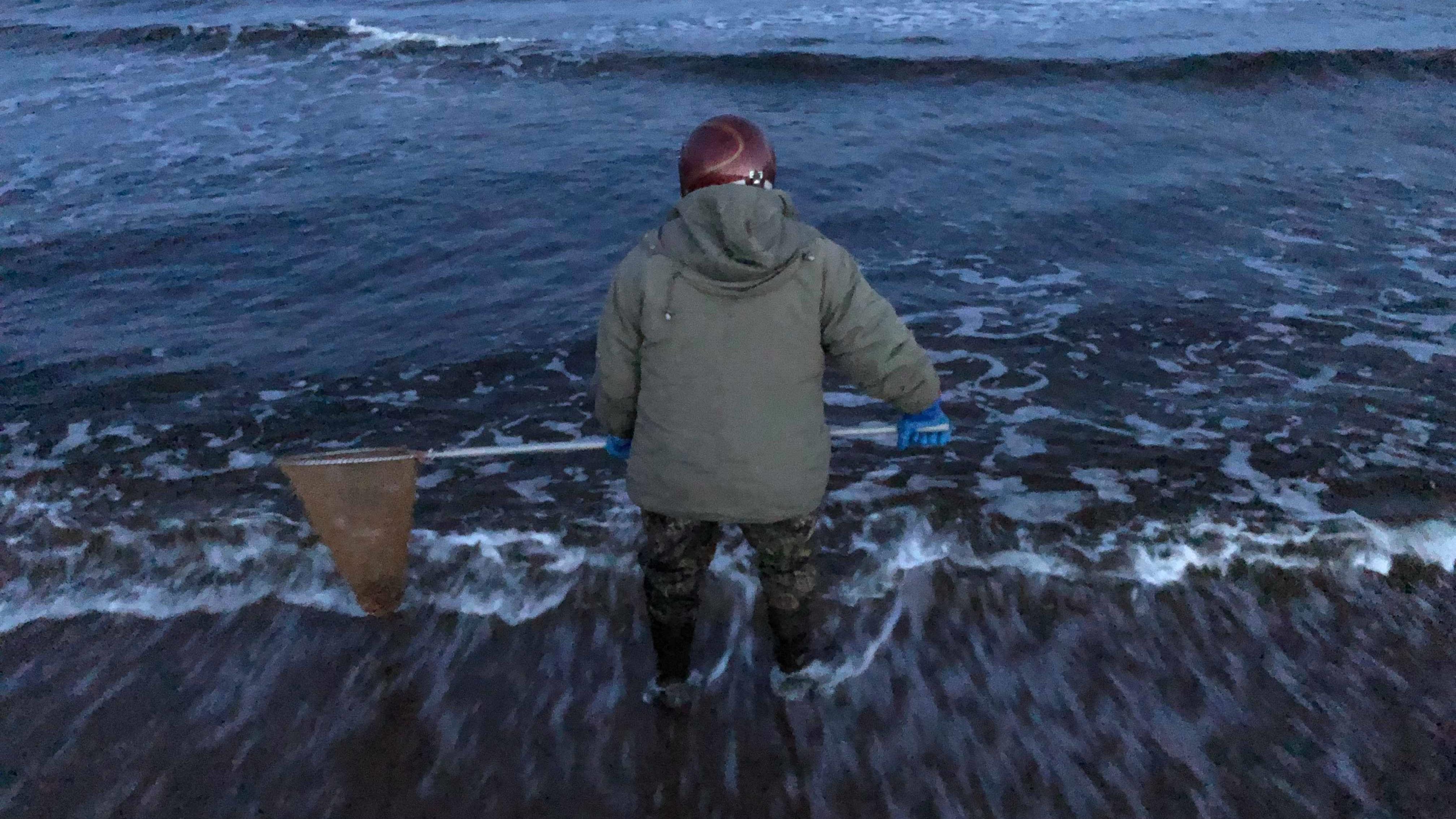 Le capelan roule sur la Côte-Nord | OHdio | Radio-Canada