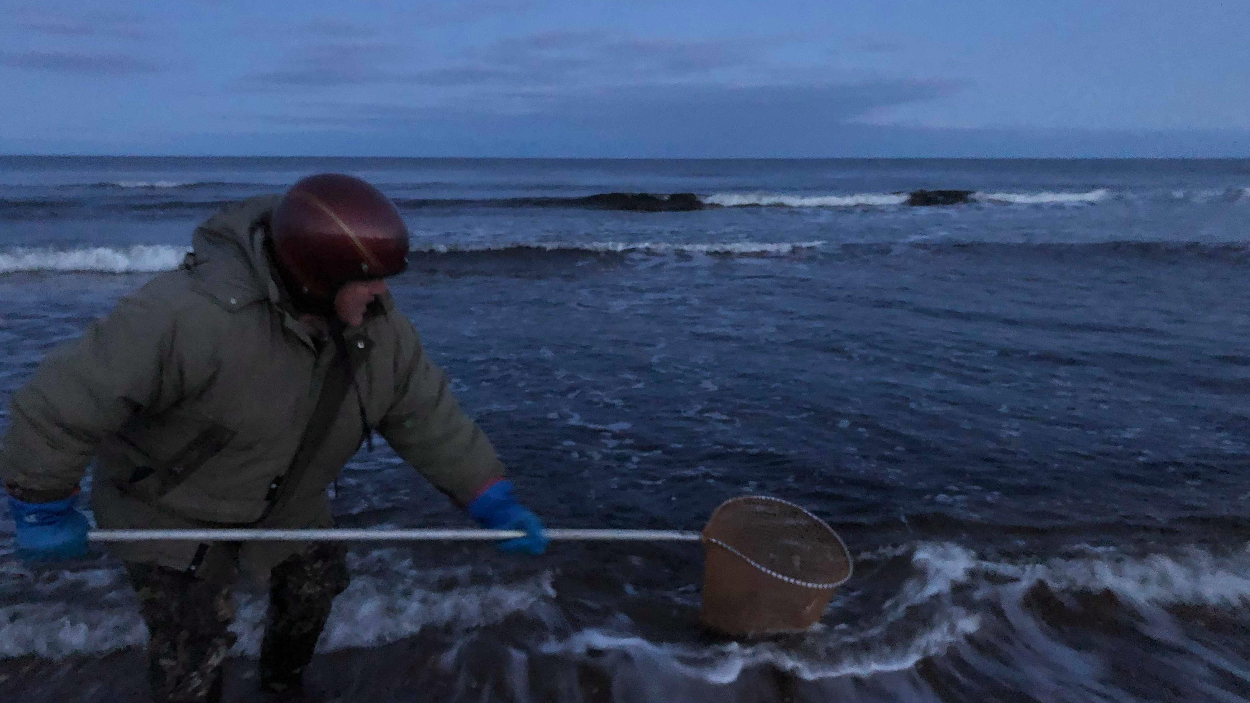 La tradition du capelan | OHdio | Radio-Canada