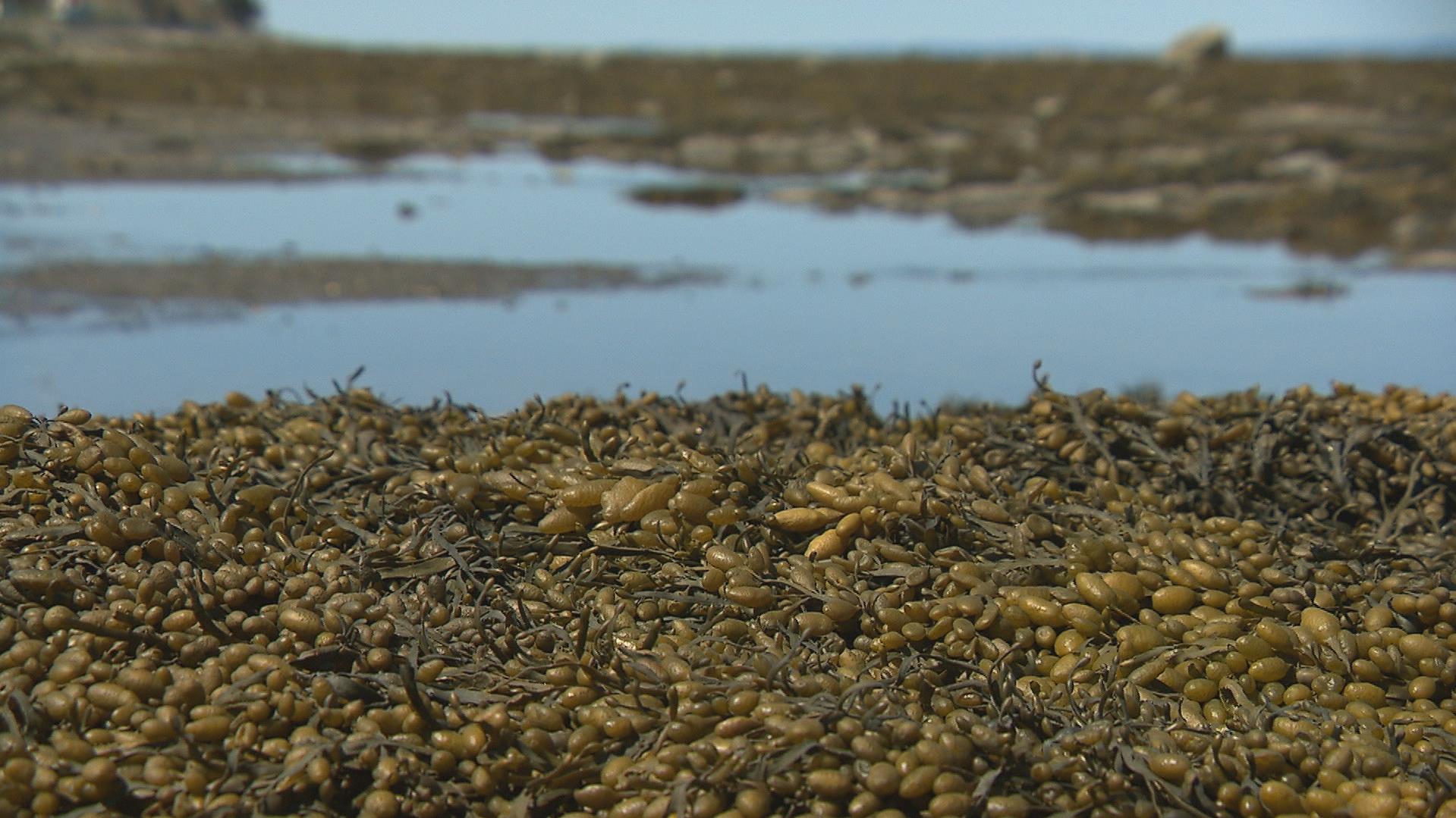 Apprivoiser les algues du Saint-Laurent