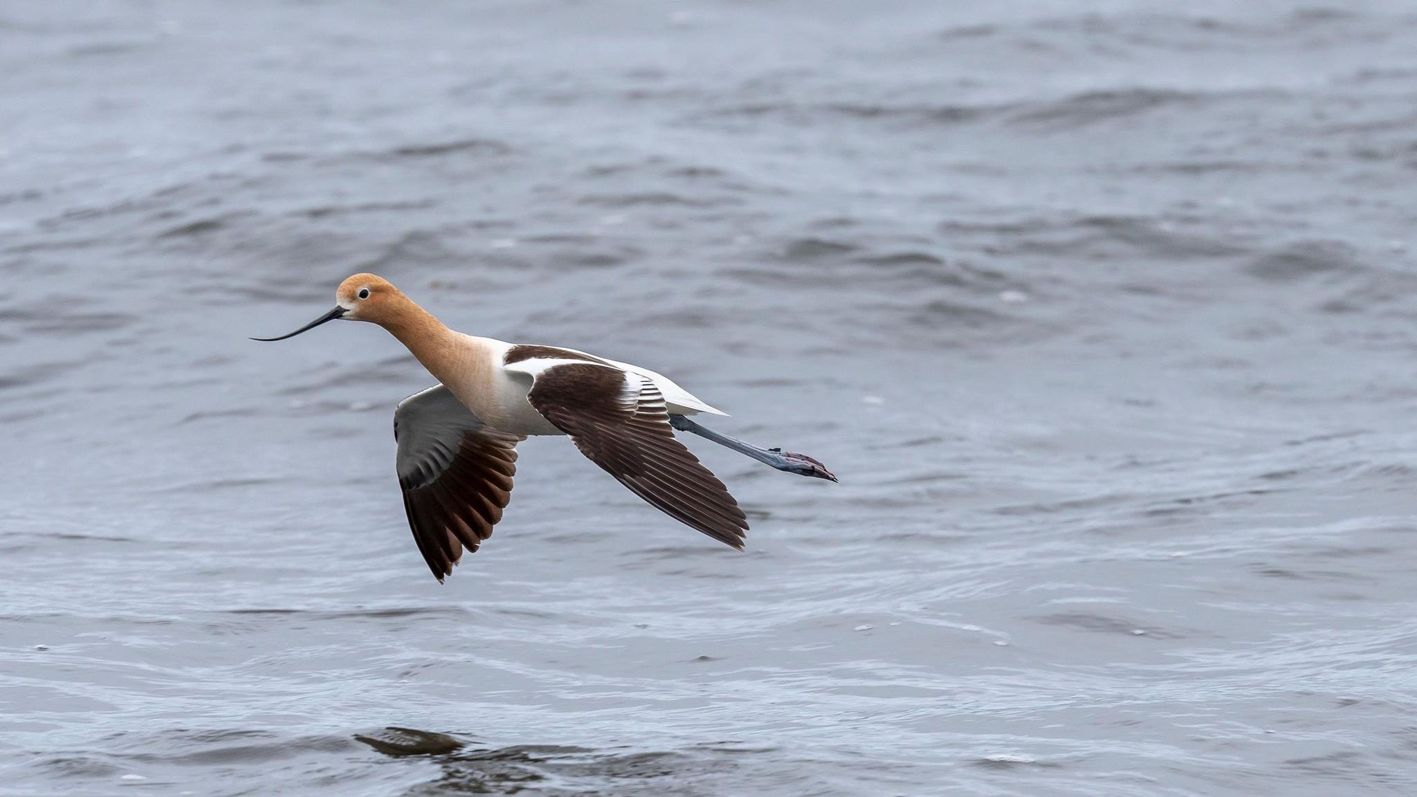 Une avocette d'Amérique près de la rivière Trois-Pistoles | OHdio ...