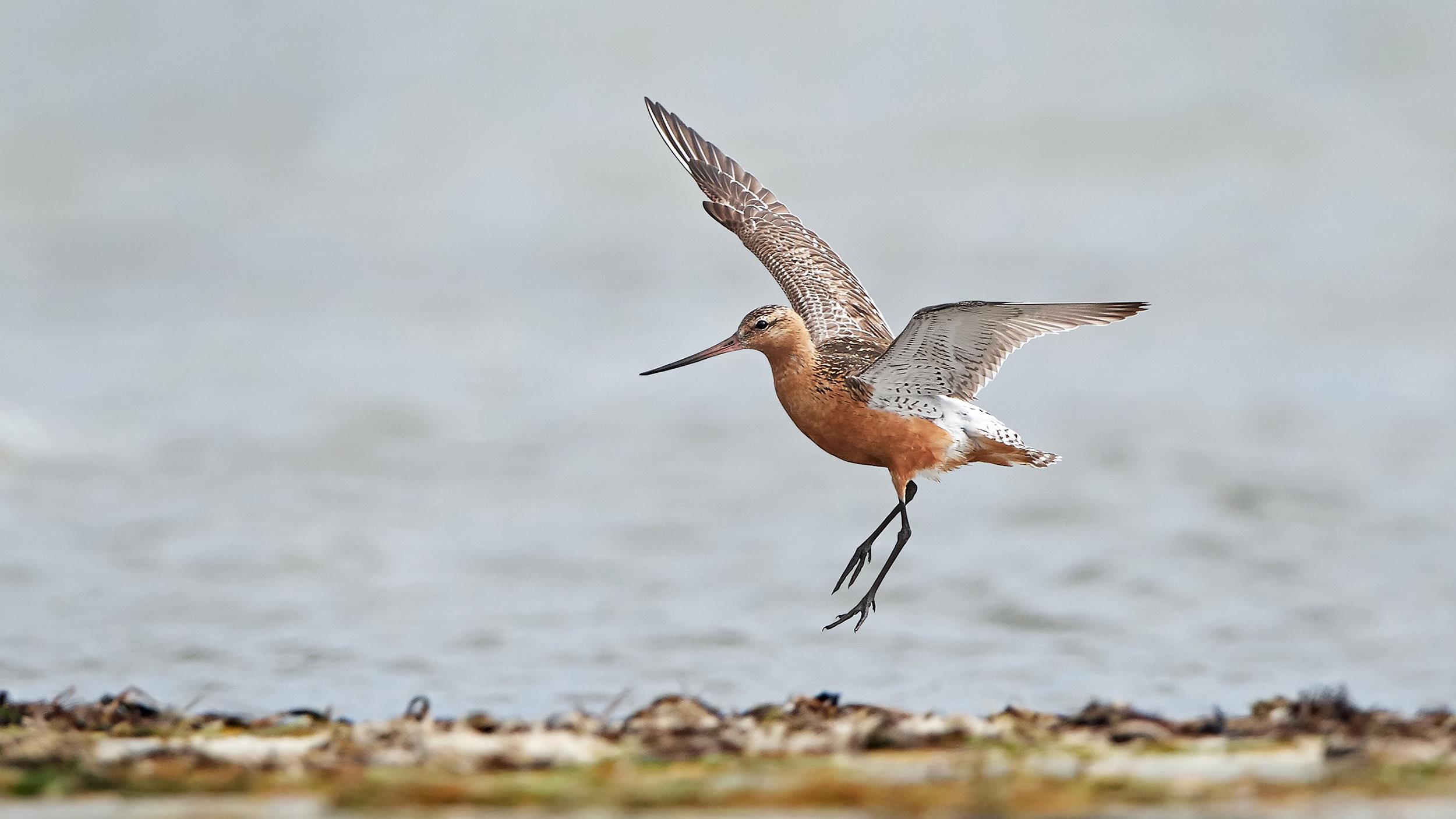 Un oiseau vole sans escale plus de 12 000 km et bat un record