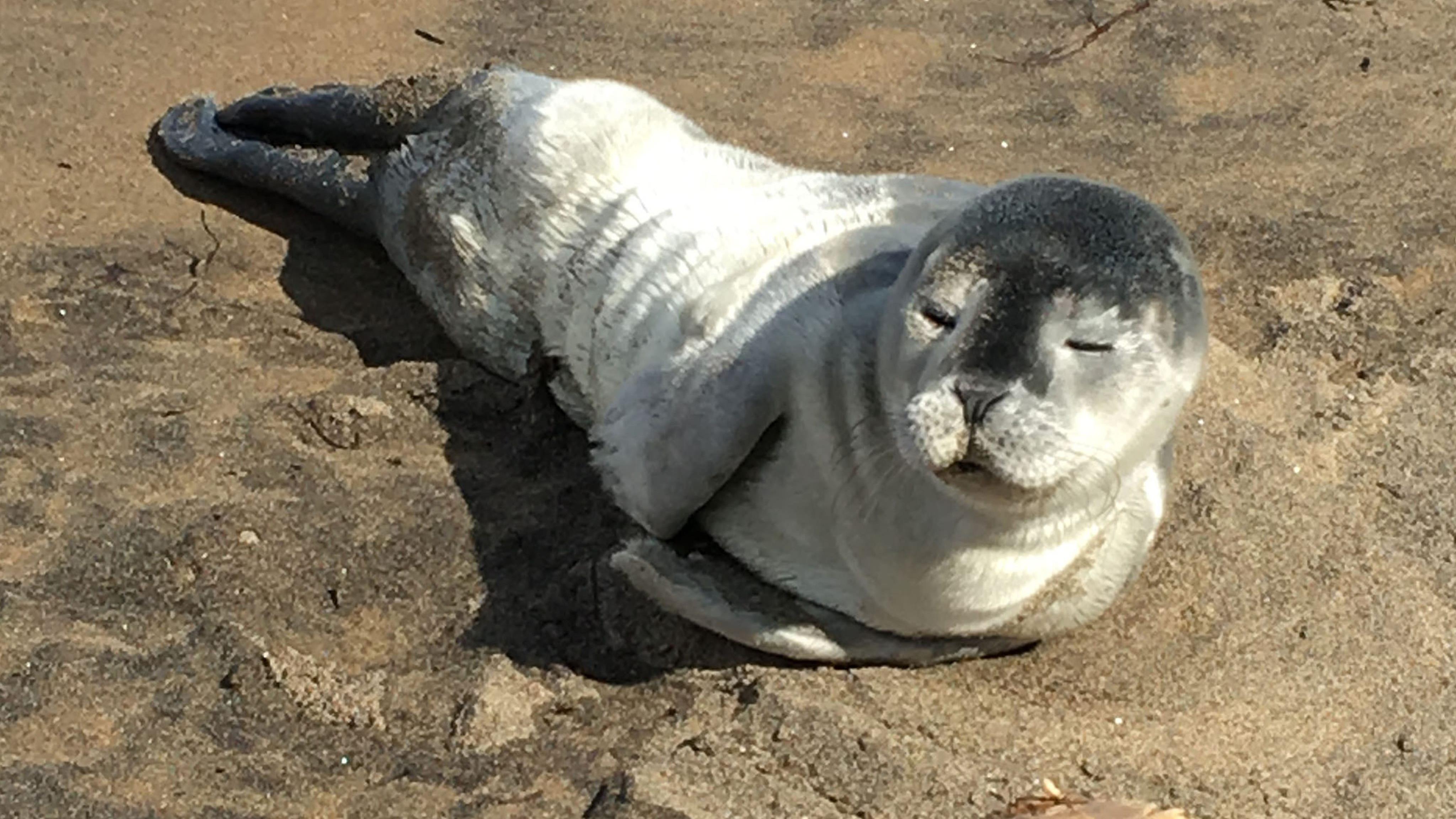 Les phoques de retour sur nos berges | OHdio | Radio-Canada