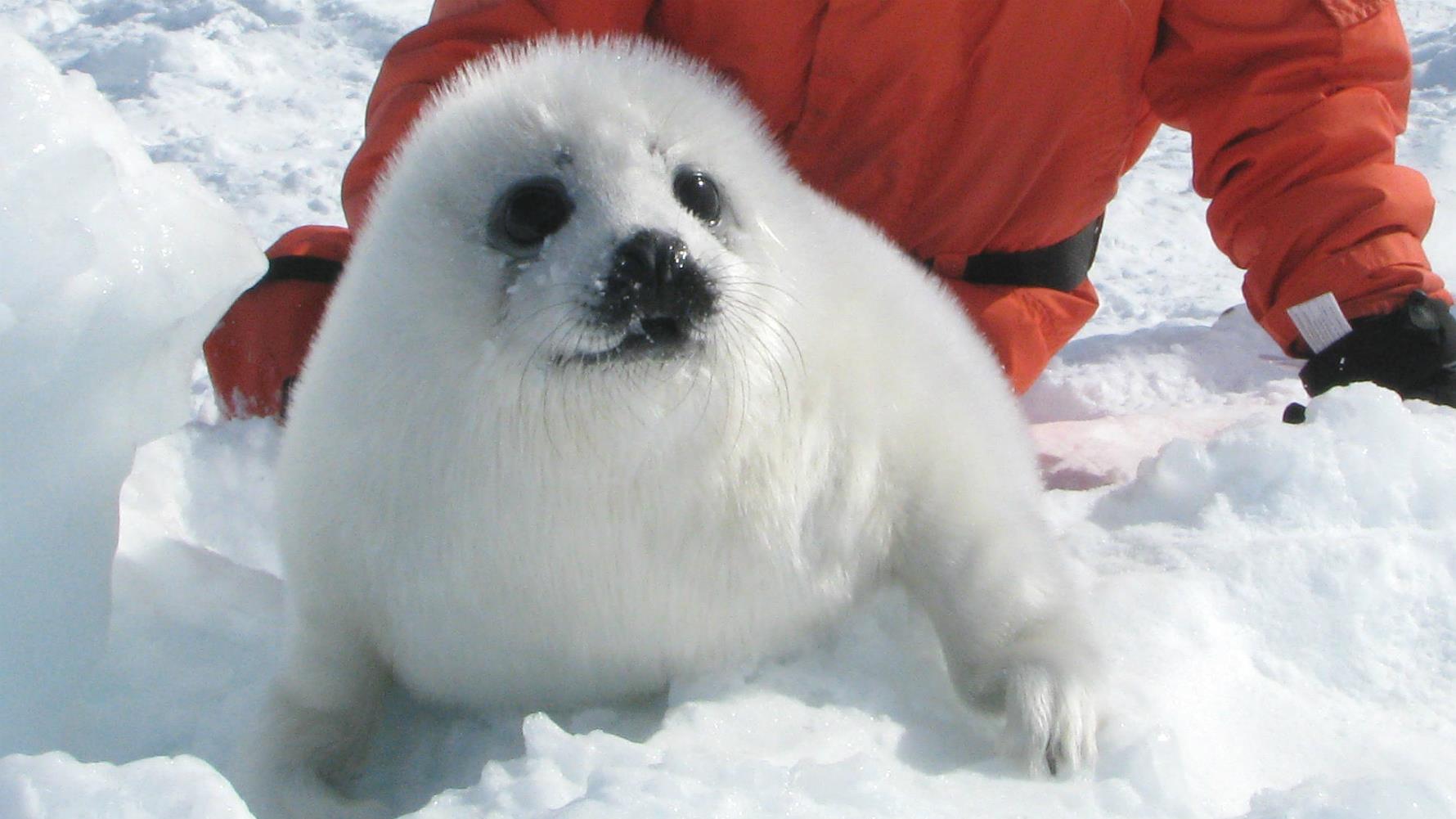 Fin de l’observation des blanchons sur la banquise aux Îles | OHdio ...