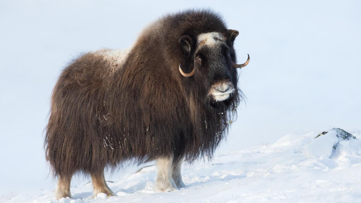 Le boeuf musqué du Nunavik | OHdio | Radio-Canada