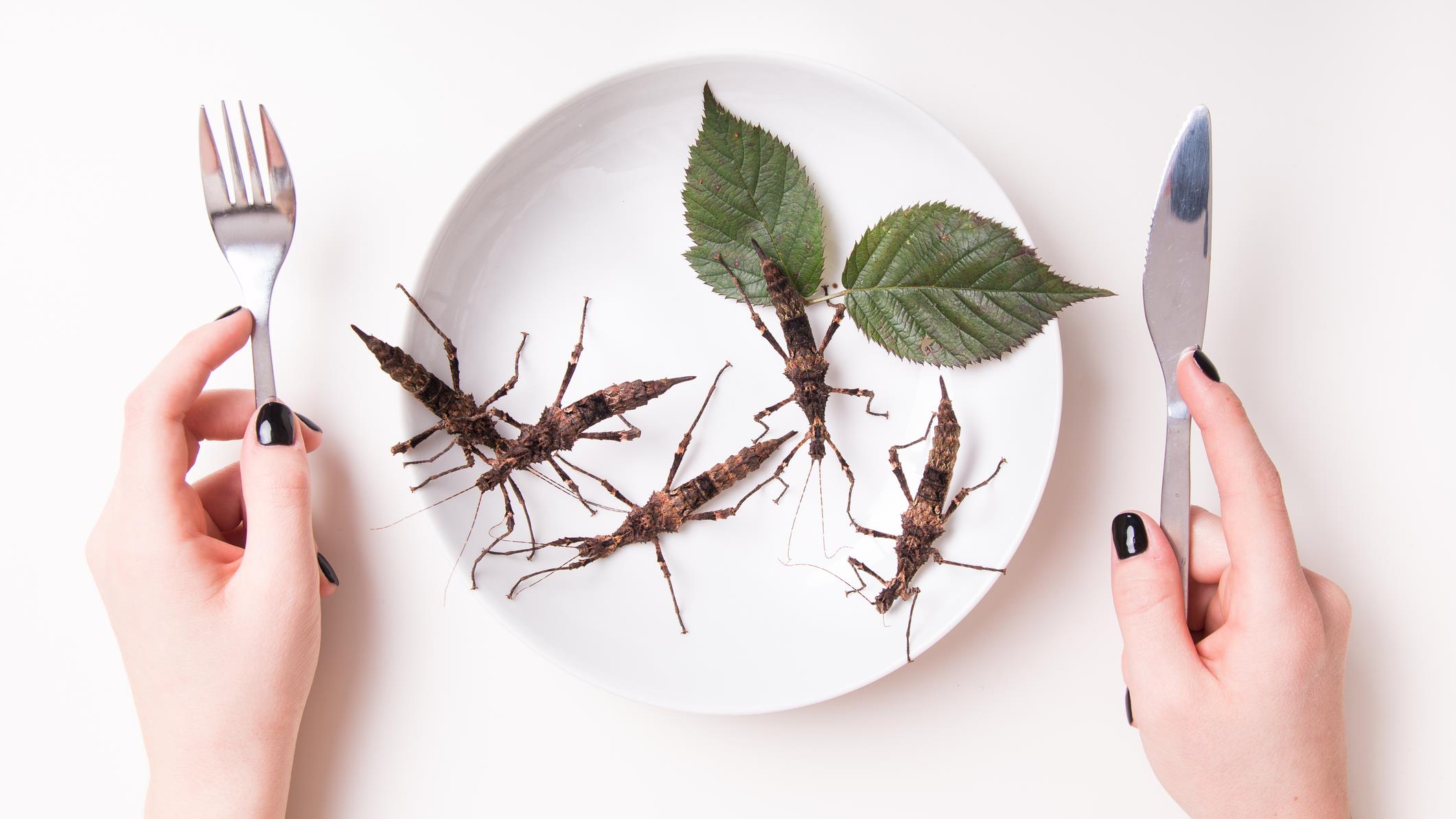 Manger des insectes, une tendance là pour rester? | OHdio | Radio-Canada