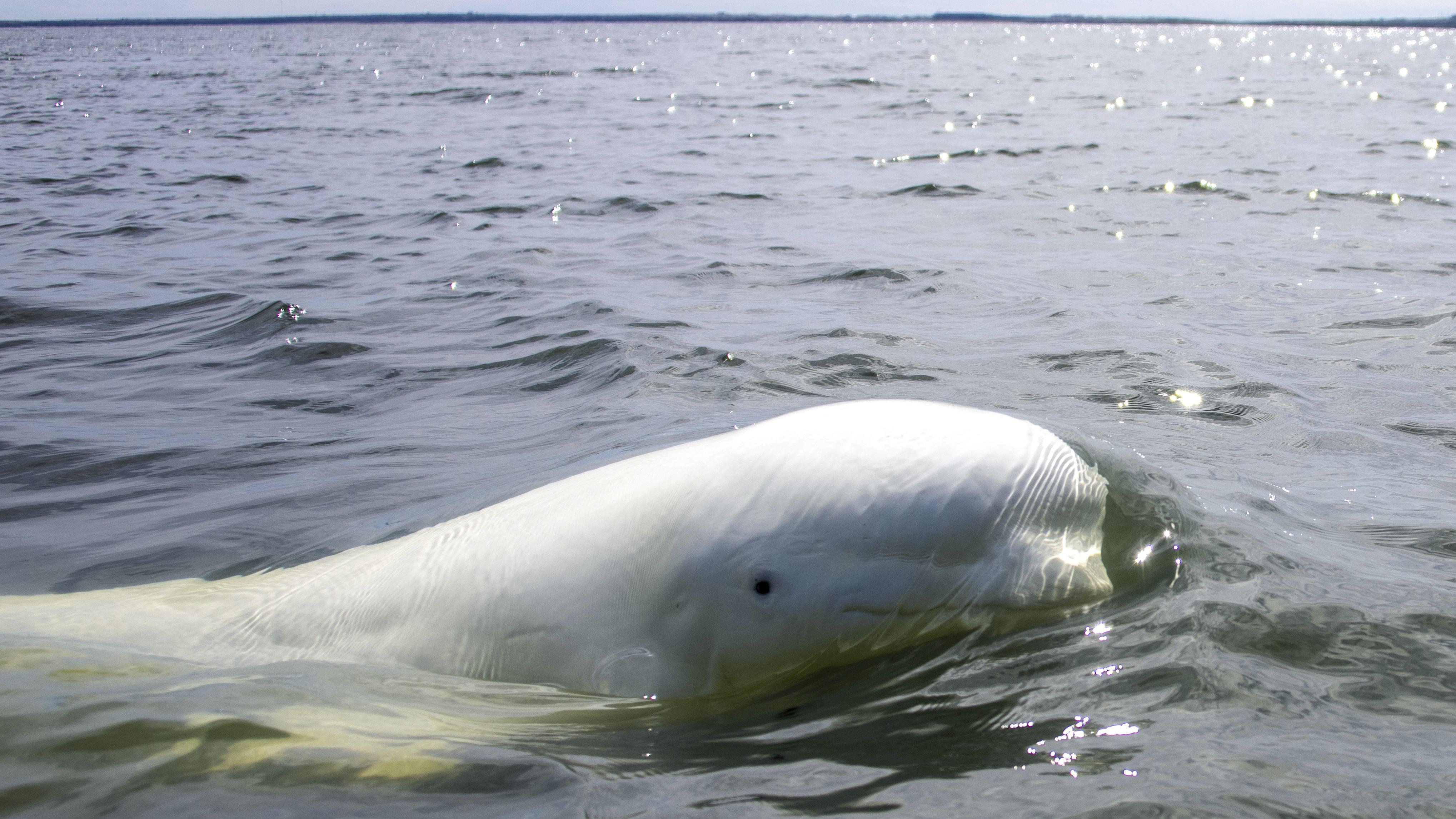 Les bélugas sont-ils capables d’intimider leurs semblables? | OHdio ...