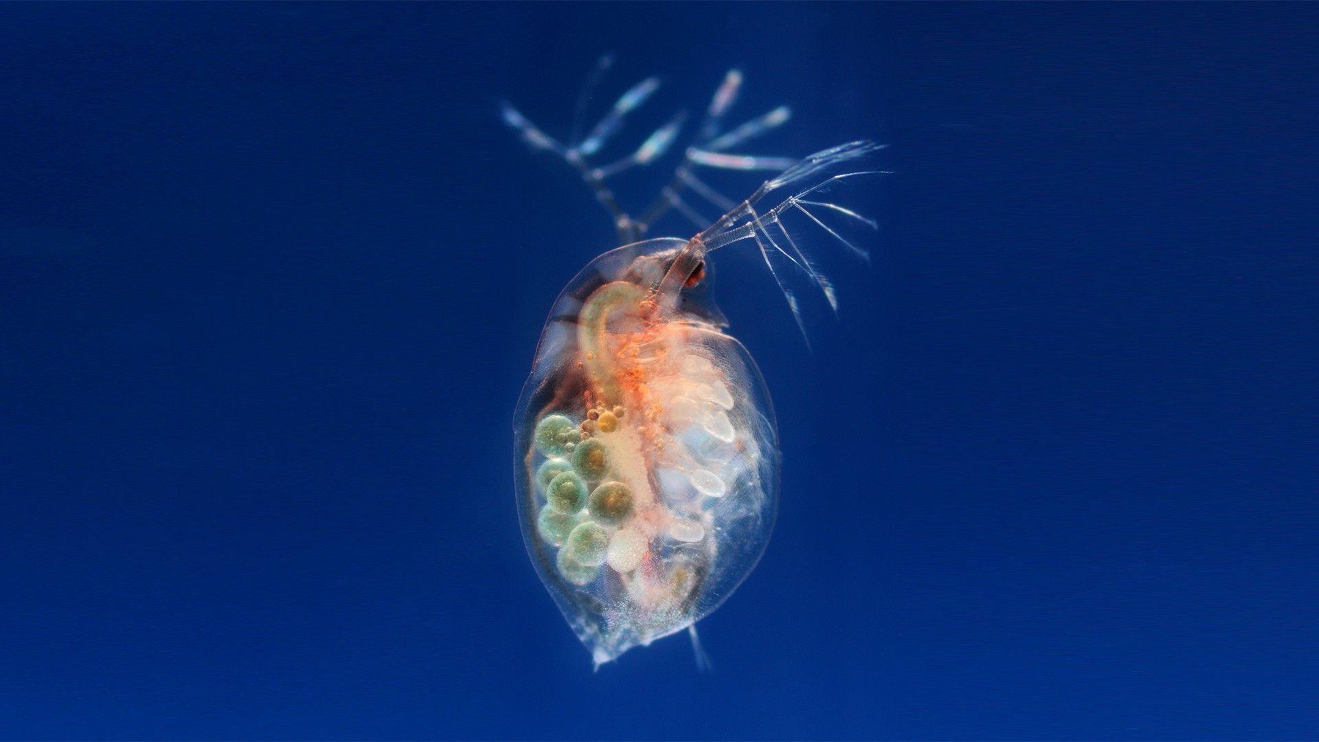 La daphnie, un microcrustacé d'une résilience remarquable | OHdio ...