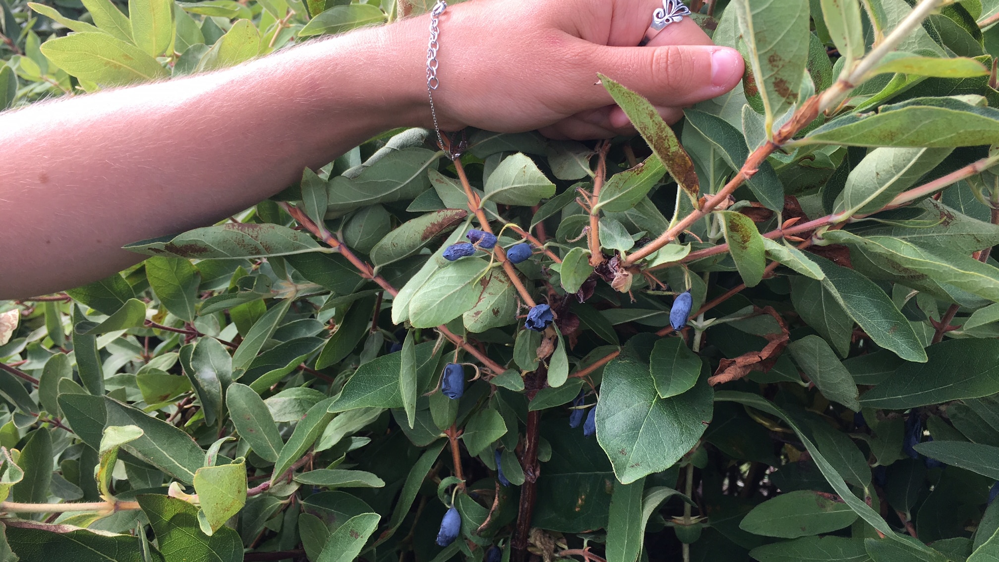 À la découverte de la camerise | OHdio | Radio-Canada