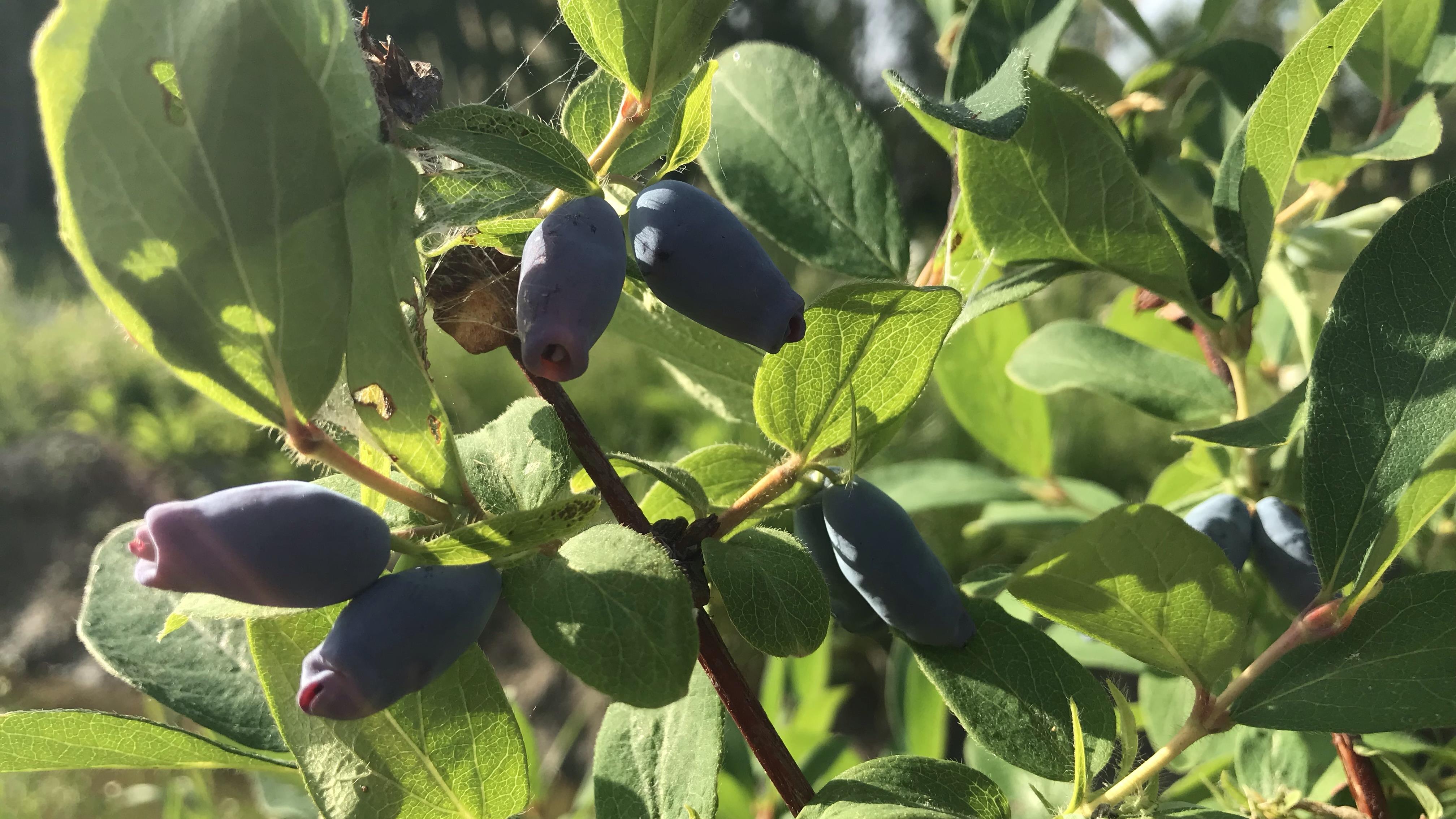 Subventions pour la recherche et développement des petits fruits ...