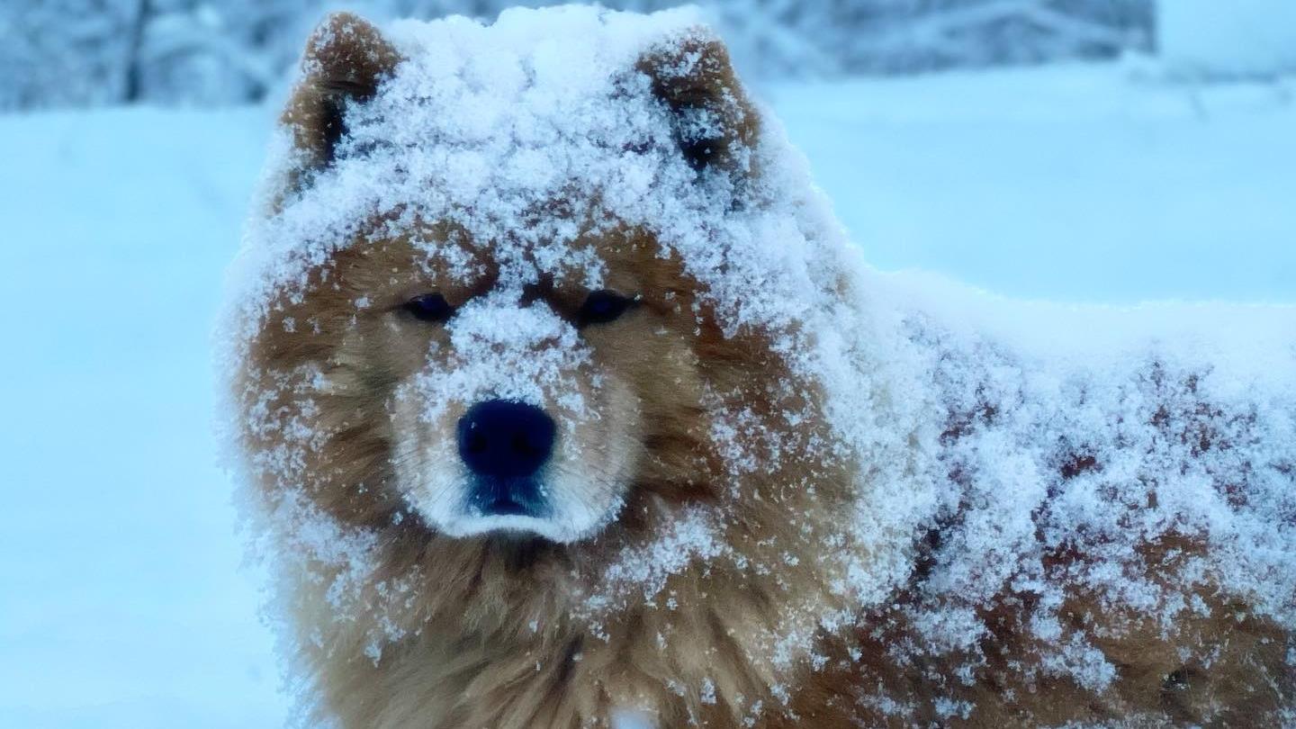 Les chiens, meilleurs amis des yukonnais?