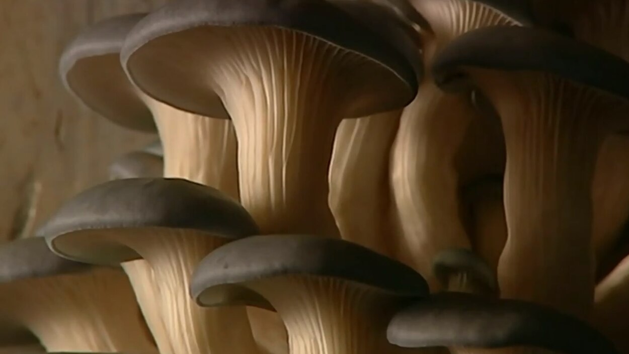 Les champignons se retrouvent de plus en plus dans les assiettes des ...