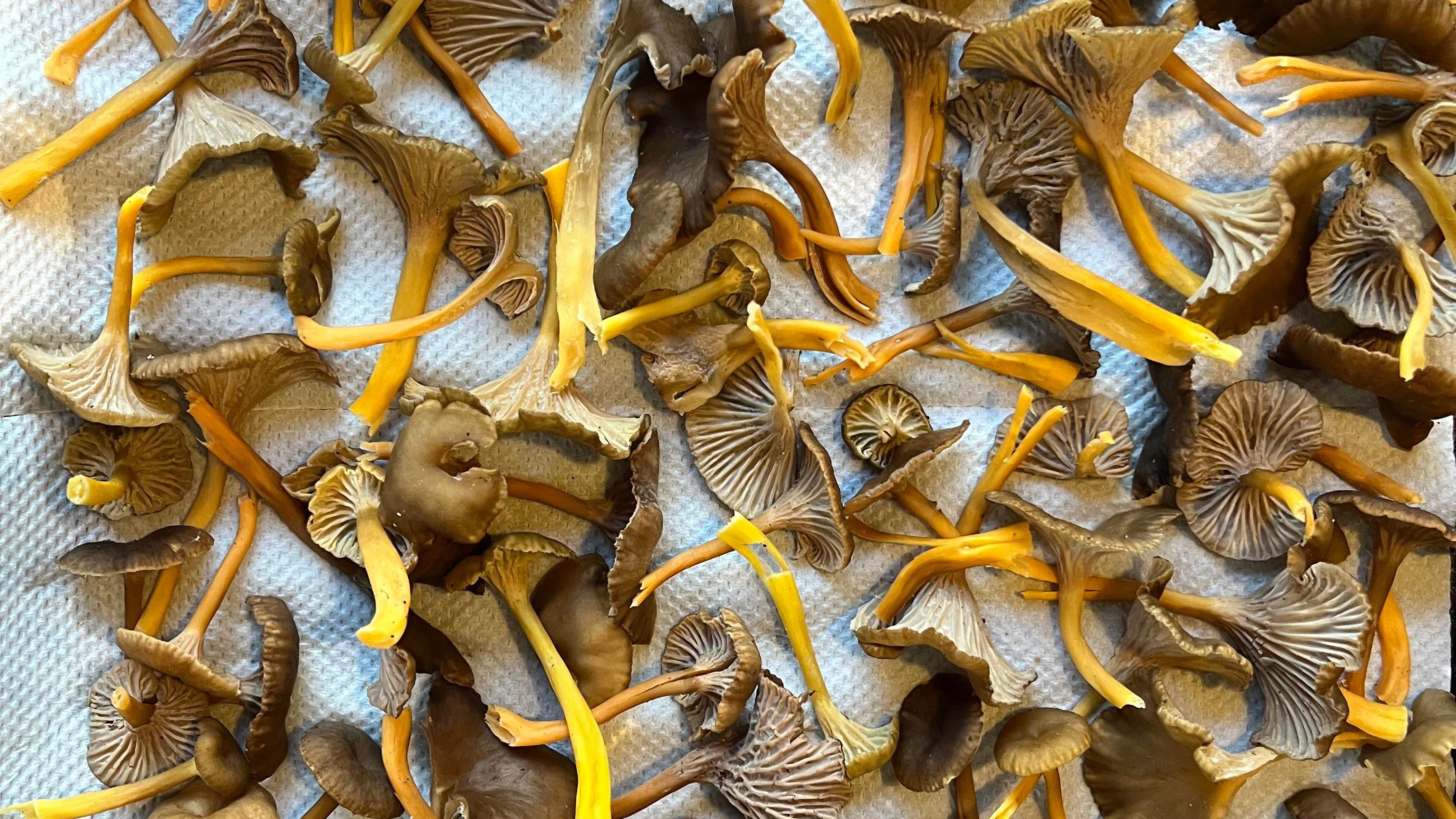 La saison de récolte des champignons | OHdio | Radio-Canada