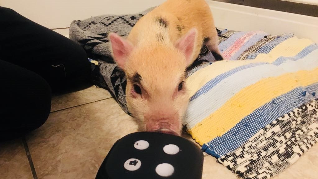 Avoir un cochon miniature comme animal domestique? | OHdio | Radio-Canada