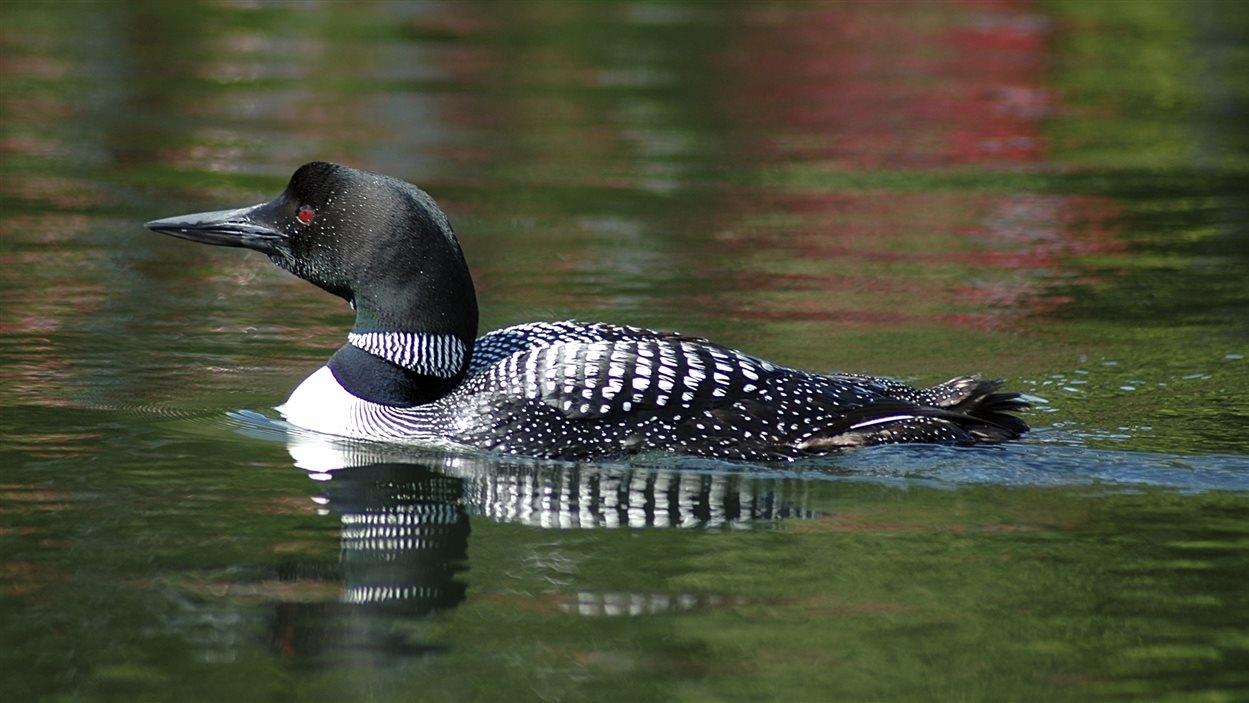 Le déclin des huards à collier qui bordent nos rivages | OHdio | Radio ...