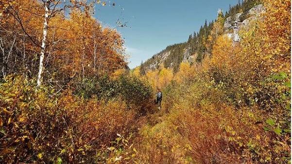 Les couleurs d'automne expliquées par Normand Voyer | OHdio | Radio-Canada