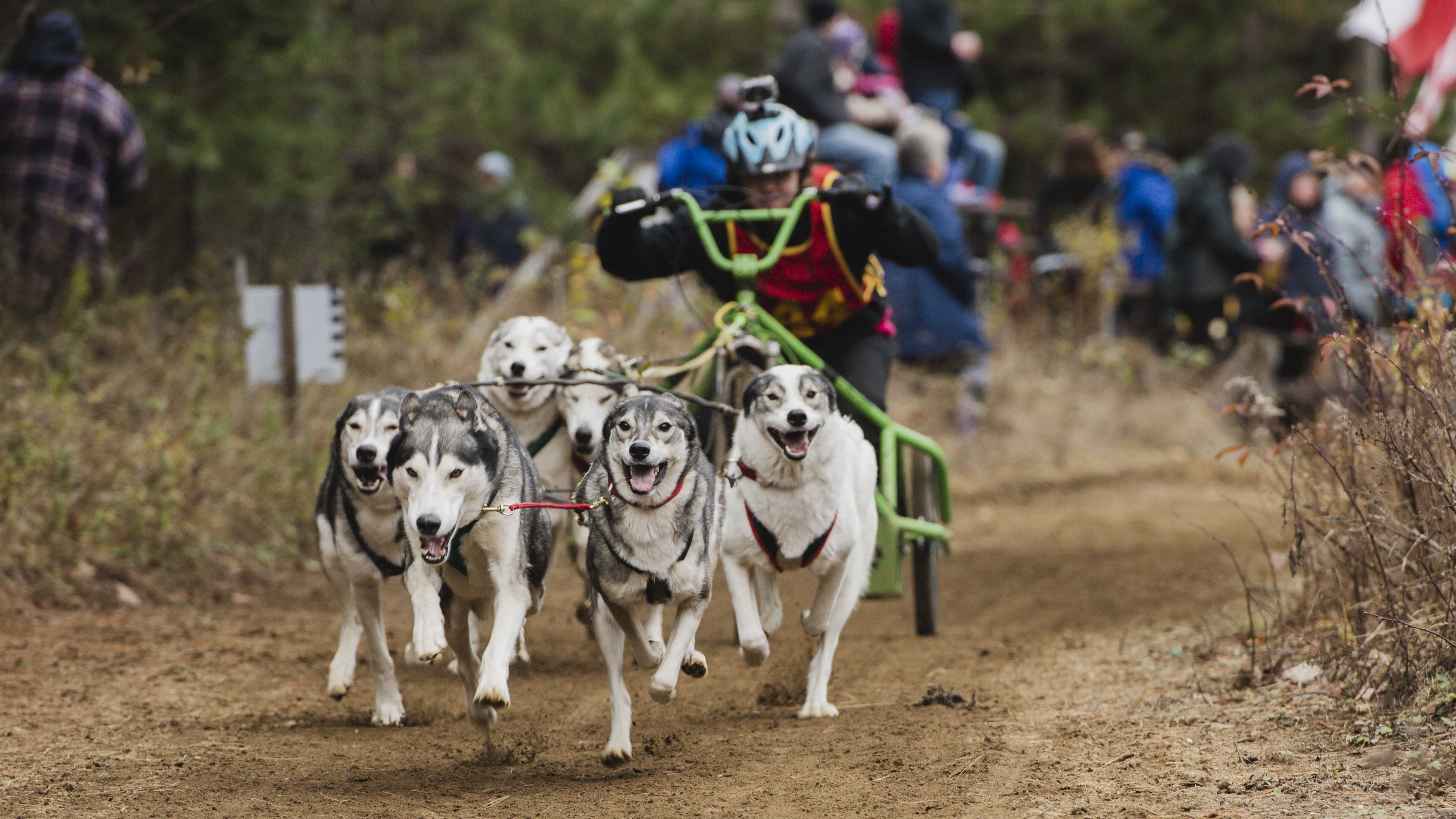 Ces chiens de course qui ne s'ennuient pas de la neige! | OHdio | Radio ...