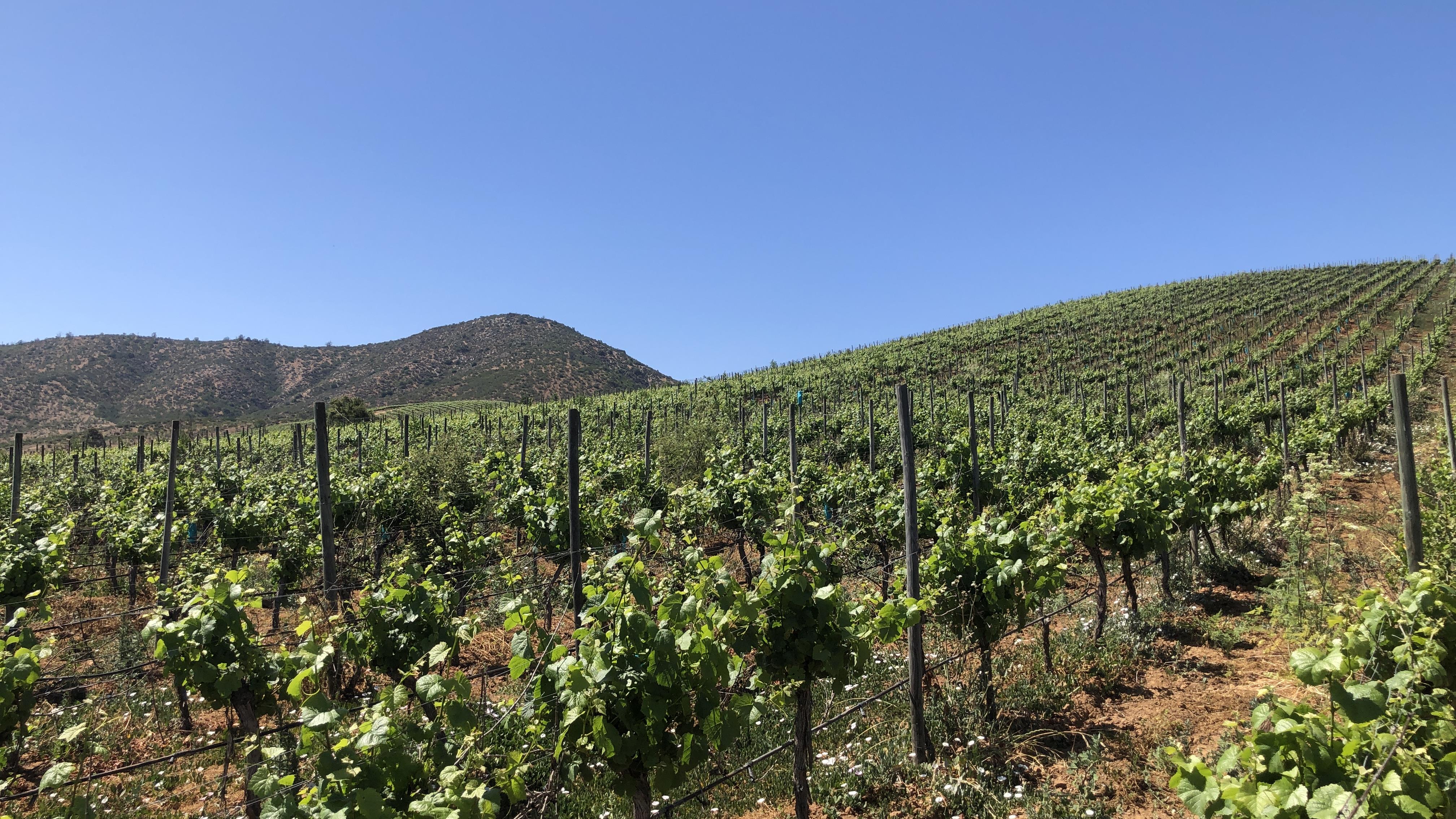 La diversification des vignobles chiliens | OHdio | Radio-Canada