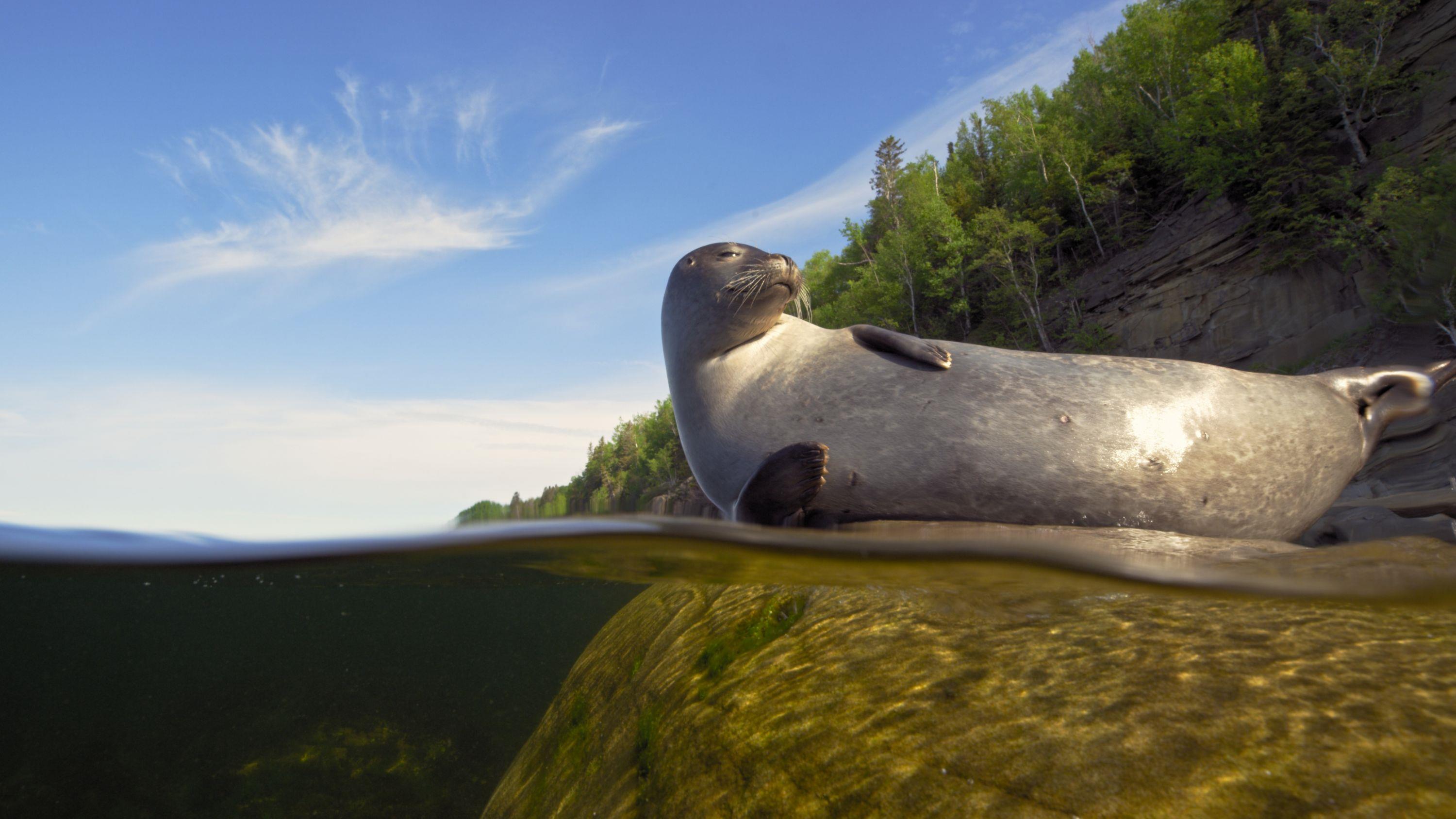 Des projections et des rencontres au menu de Vues sur mer à Gaspé ...