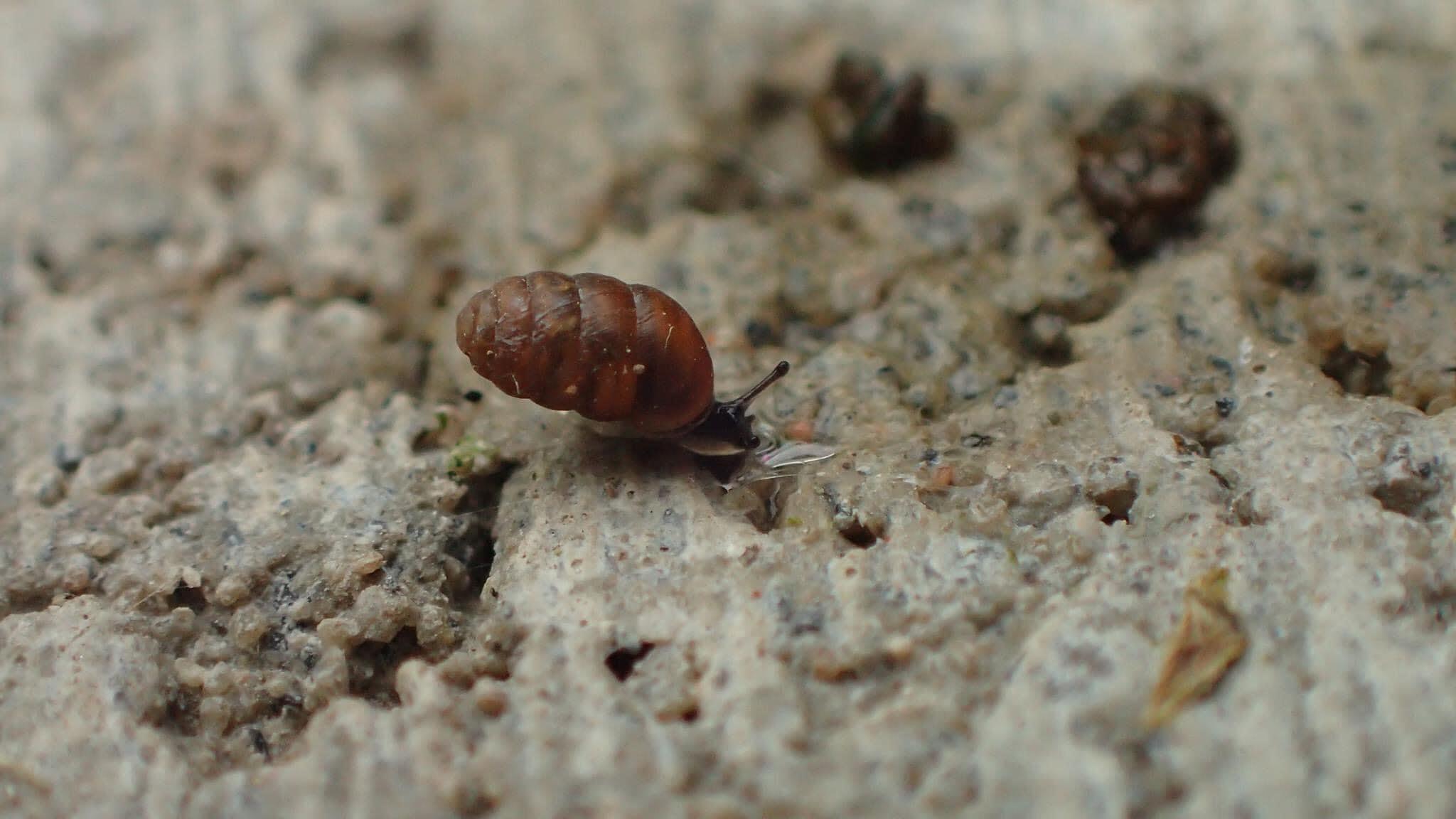 À la découverte des escargots | OHdio | Radio-Canada
