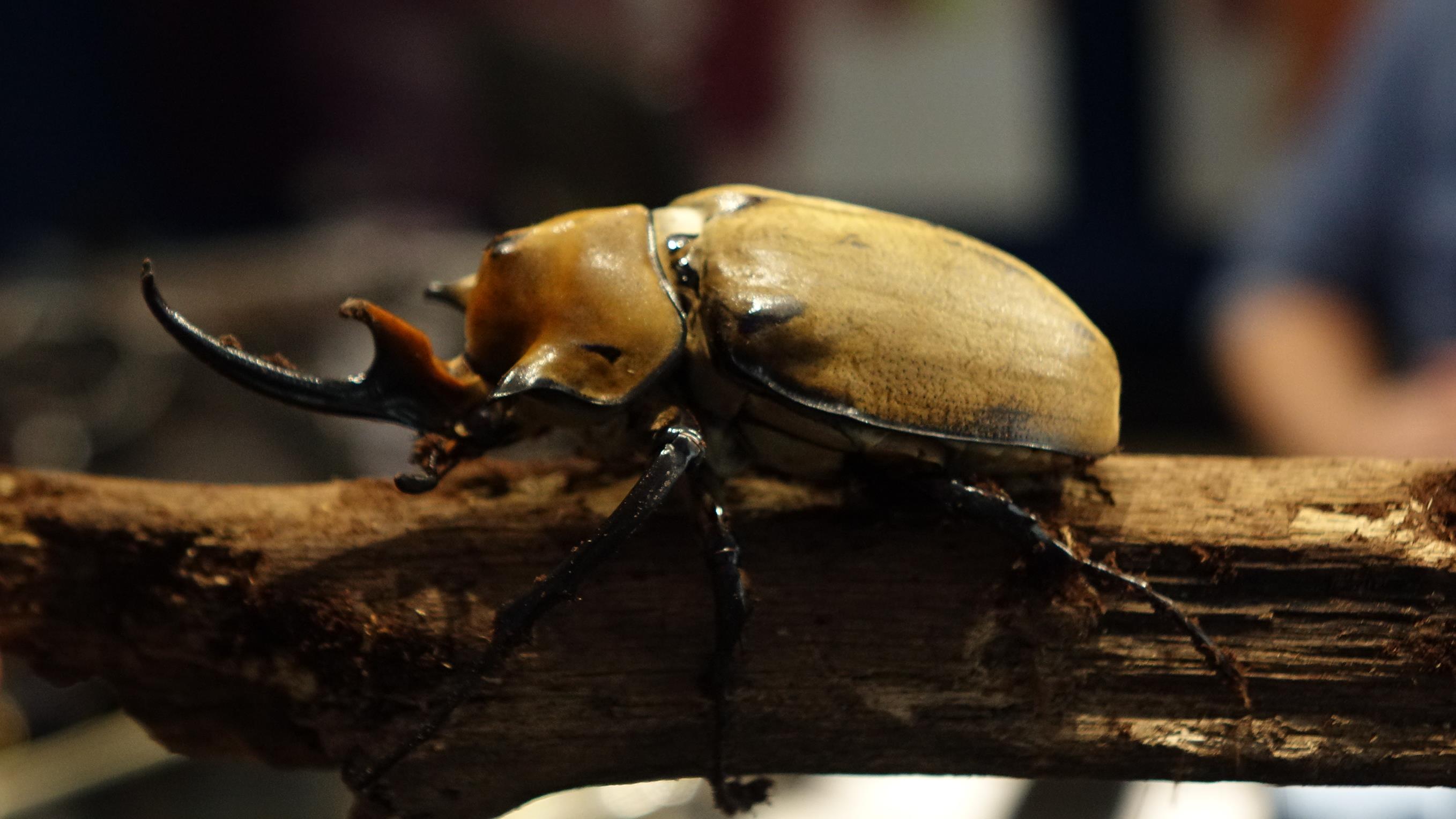 Le Festival des insectes de nouveau à l'Aquarium du Québec