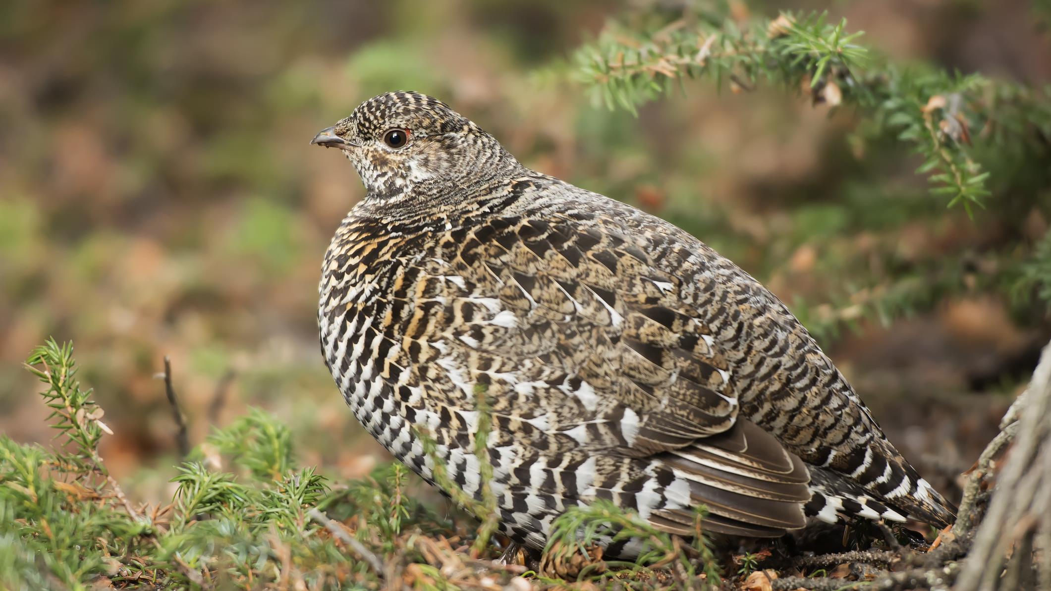 Une incroyable histoire d’amitié entre un homme et une perdrix | OHdio ...