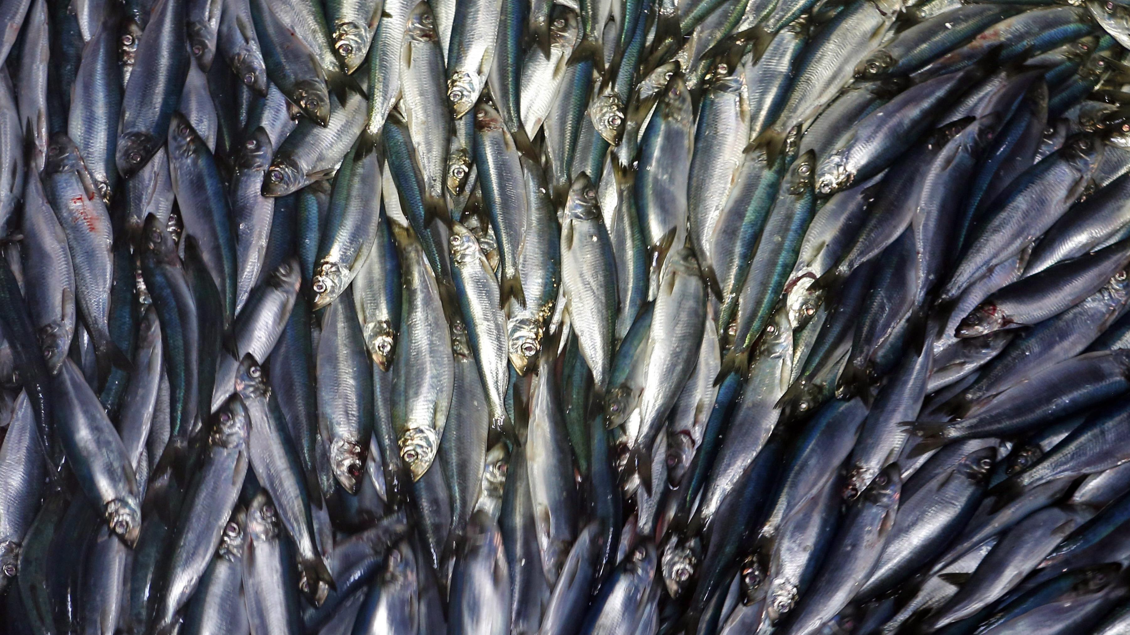 Le pied marin : la pêche au hareng | OHdio | Radio-Canada