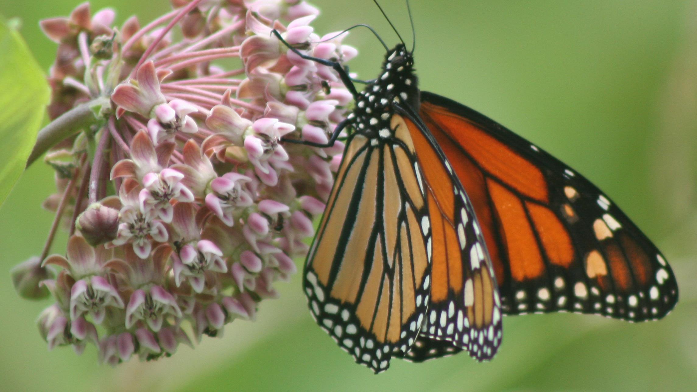 Diminution alarmante de la population de monarques en Amérique du Nord ...