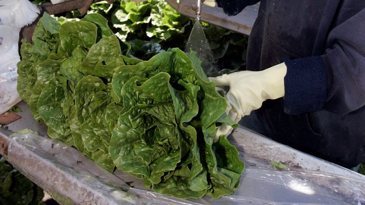 Contamination de laitue romaine à la bactérie E. Coli