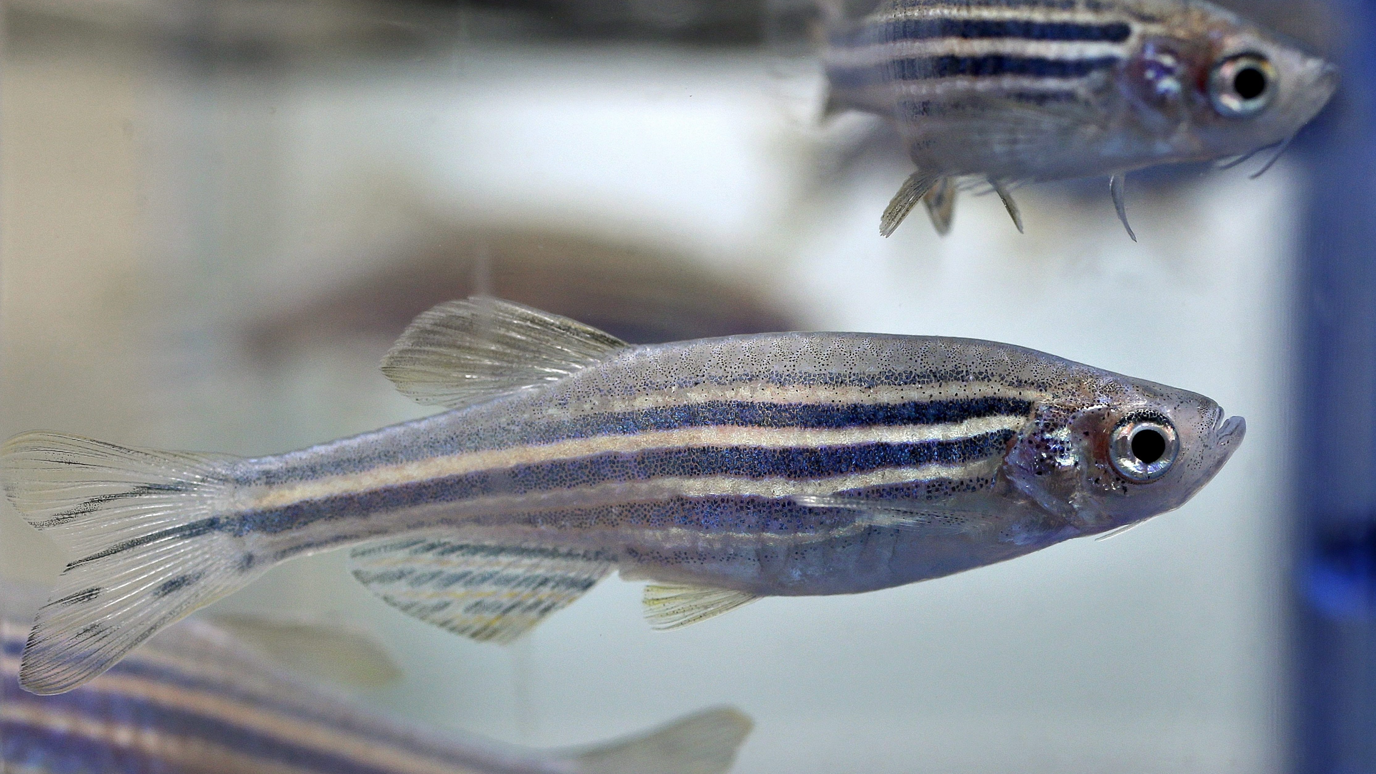 Le poisson-zèbre au service de la science | OHdio | Radio-Canada