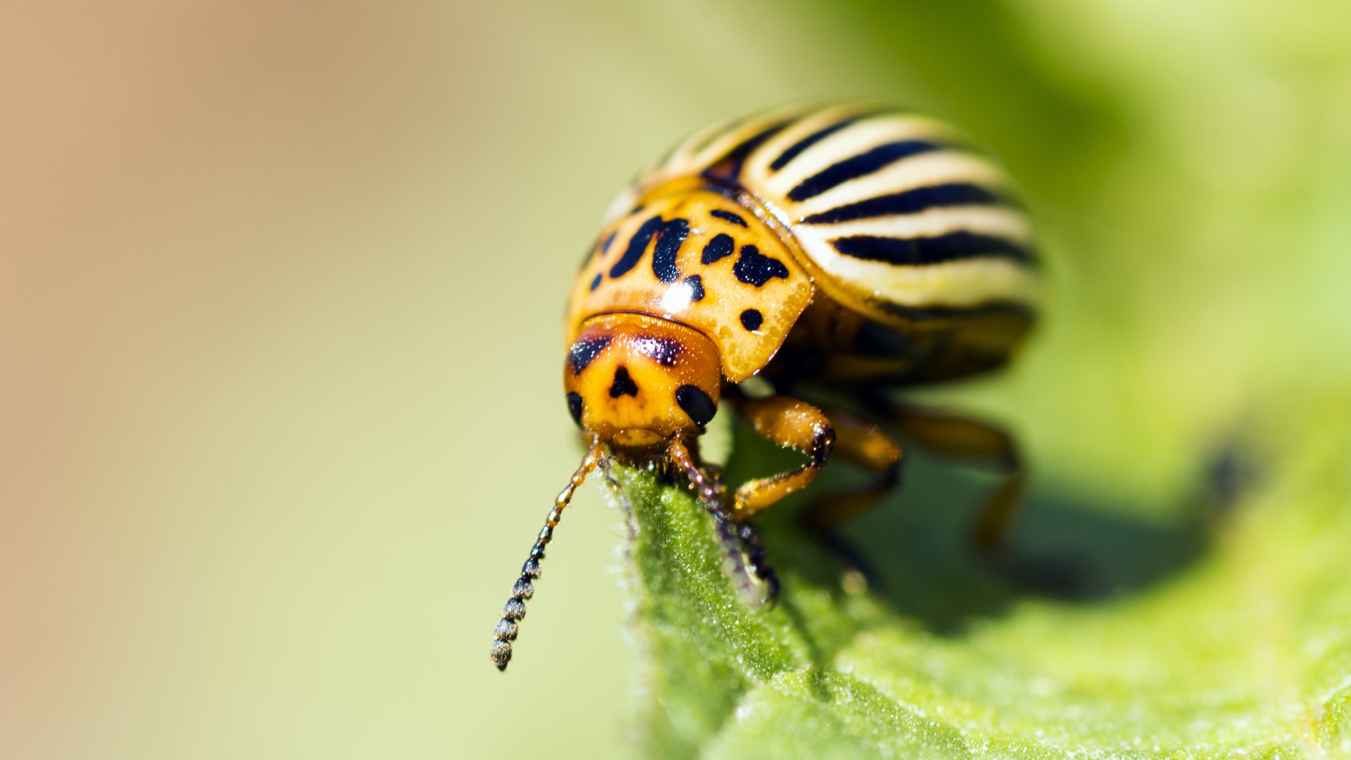 Le doryphore, un objet de propagande pendant la guerre froide | OHdio ...