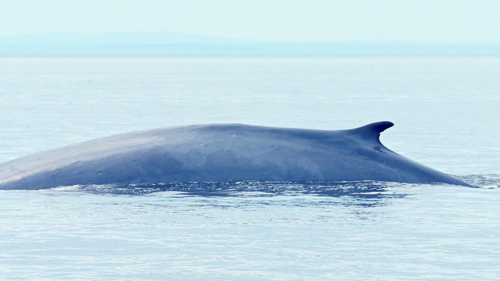 Mona-Lisa un premier rorqual hybride dans le Saint-Laurent | OHdio | Radio-Canada