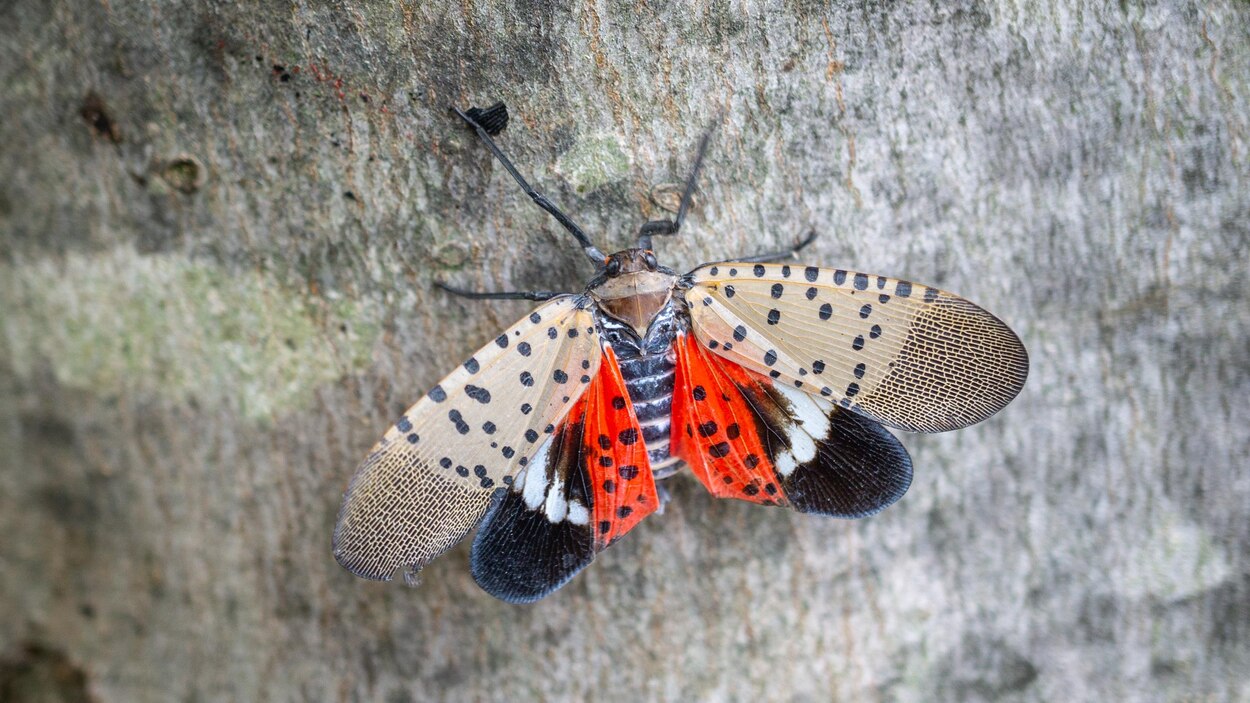 Climat : de nouveaux insectes causent des ravages aux cultures ...