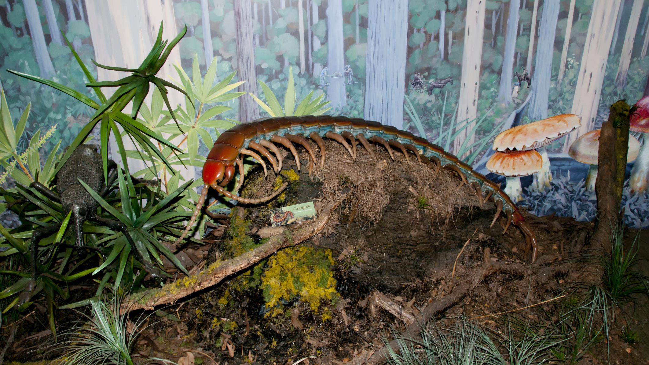 Insectes format géant | OHdio | Radio-Canada