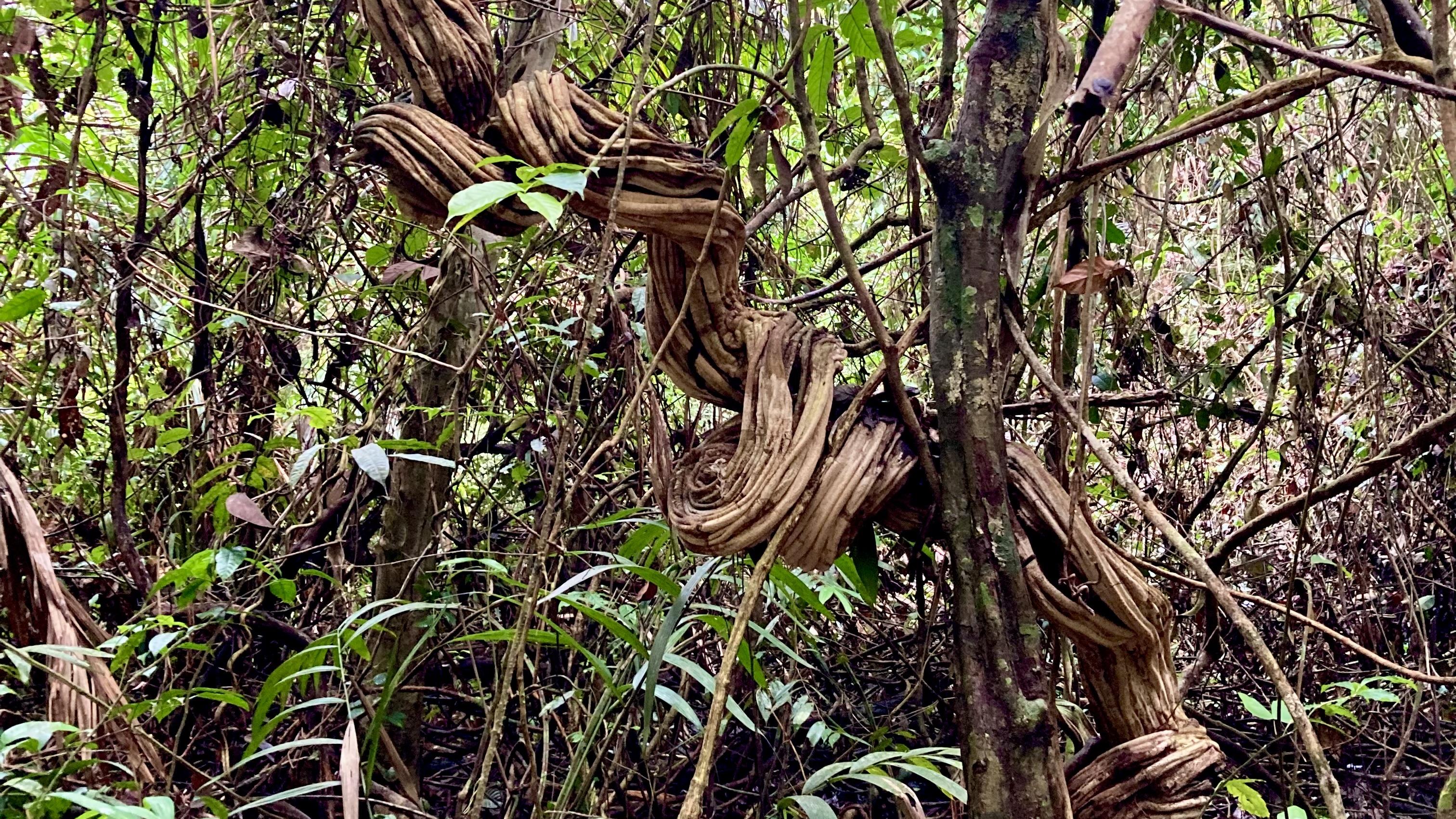 La prolifération des lianes en forêt tropicale préoccupe les scientifiques | OHdio | Radio-Canada