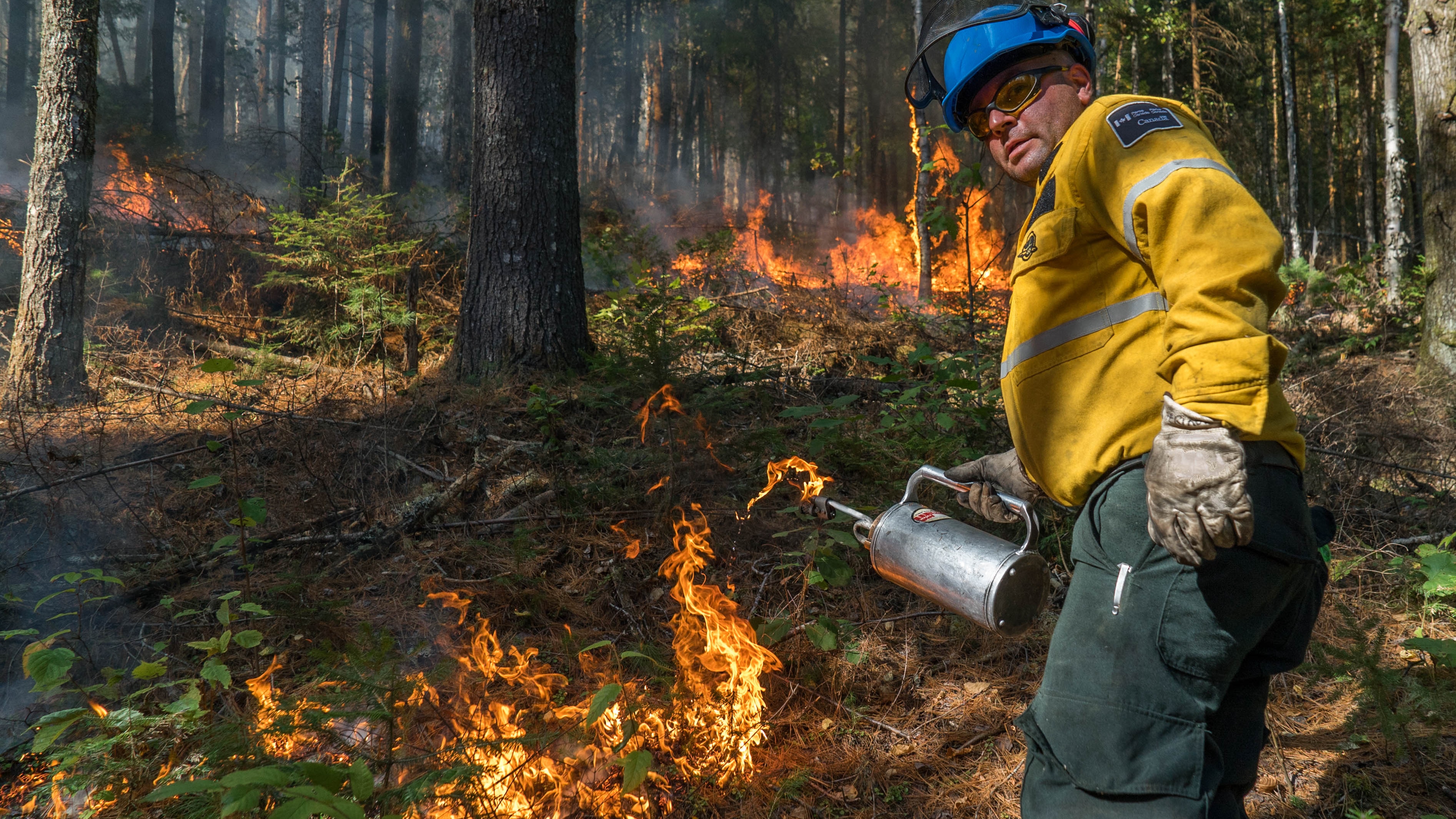 Brûler la forêt pour mieux la régénérer | OHdio | Radio-Canada