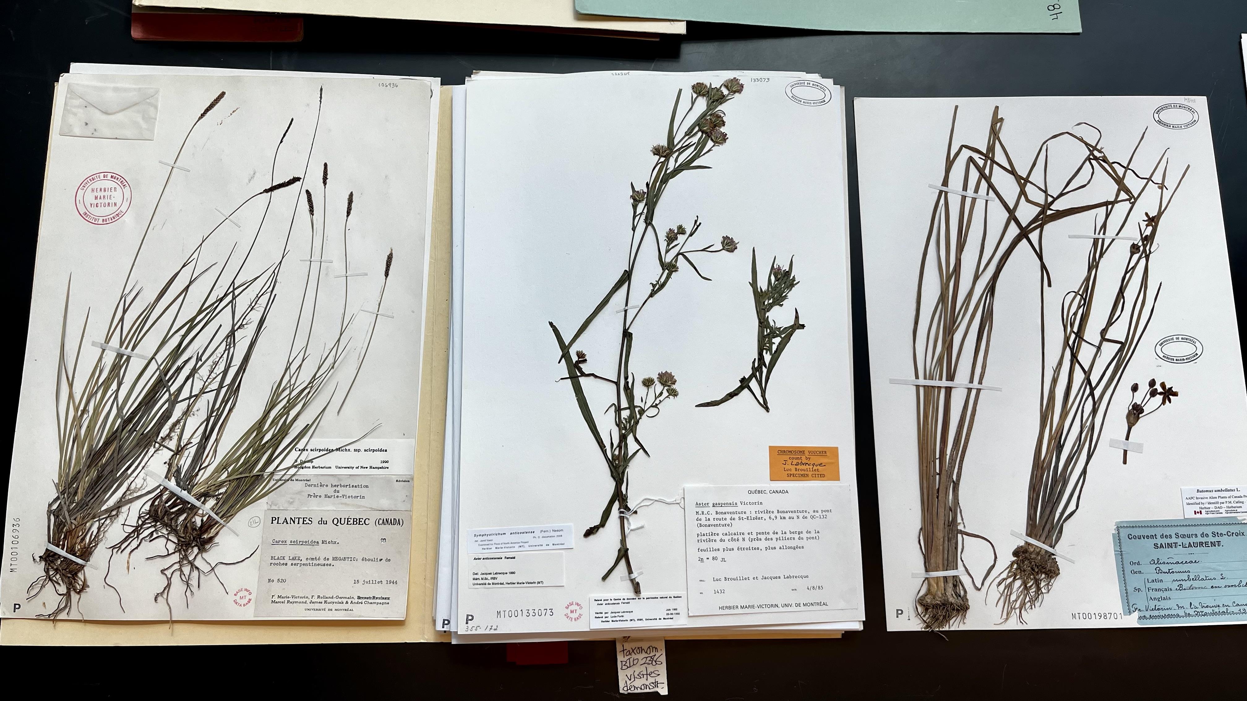 Une visite à l’herbier du frère Marie-Victorin | OHdio | Radio-Canada