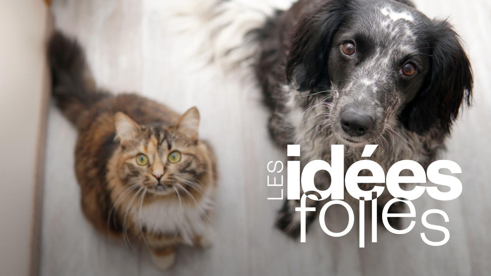 L’influence des animaux domestiques sur nos vies | OHdio | Radio-Canada