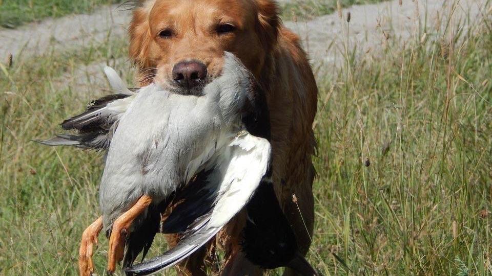 Chiens à l'affut au Lac St-Jean