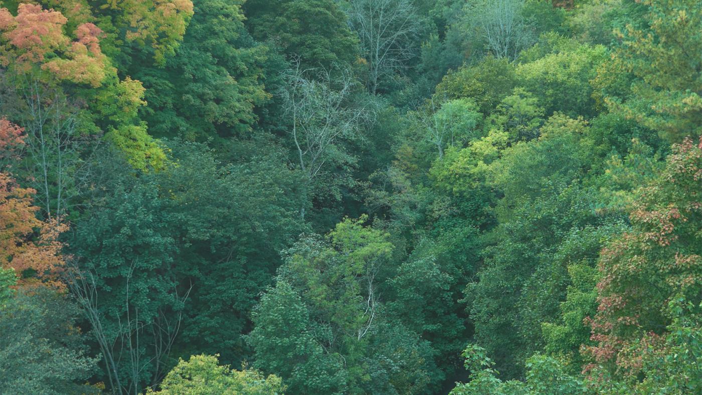 Vaste : un album inspiré par la forêt boréale et le mélange des ...