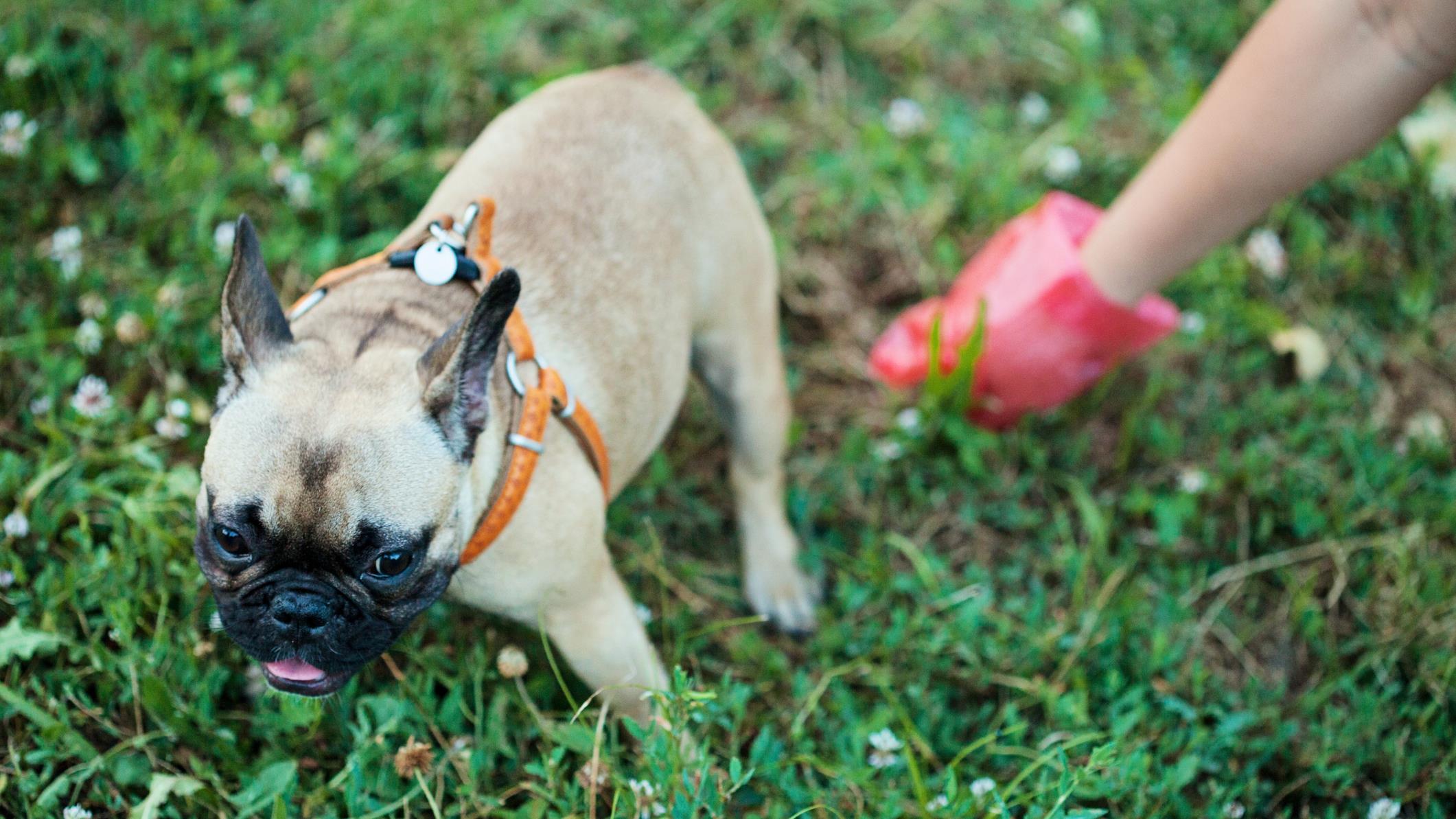 Pourquoi votre chien prend tant de temps pour faire ses besoins | OHdio ...