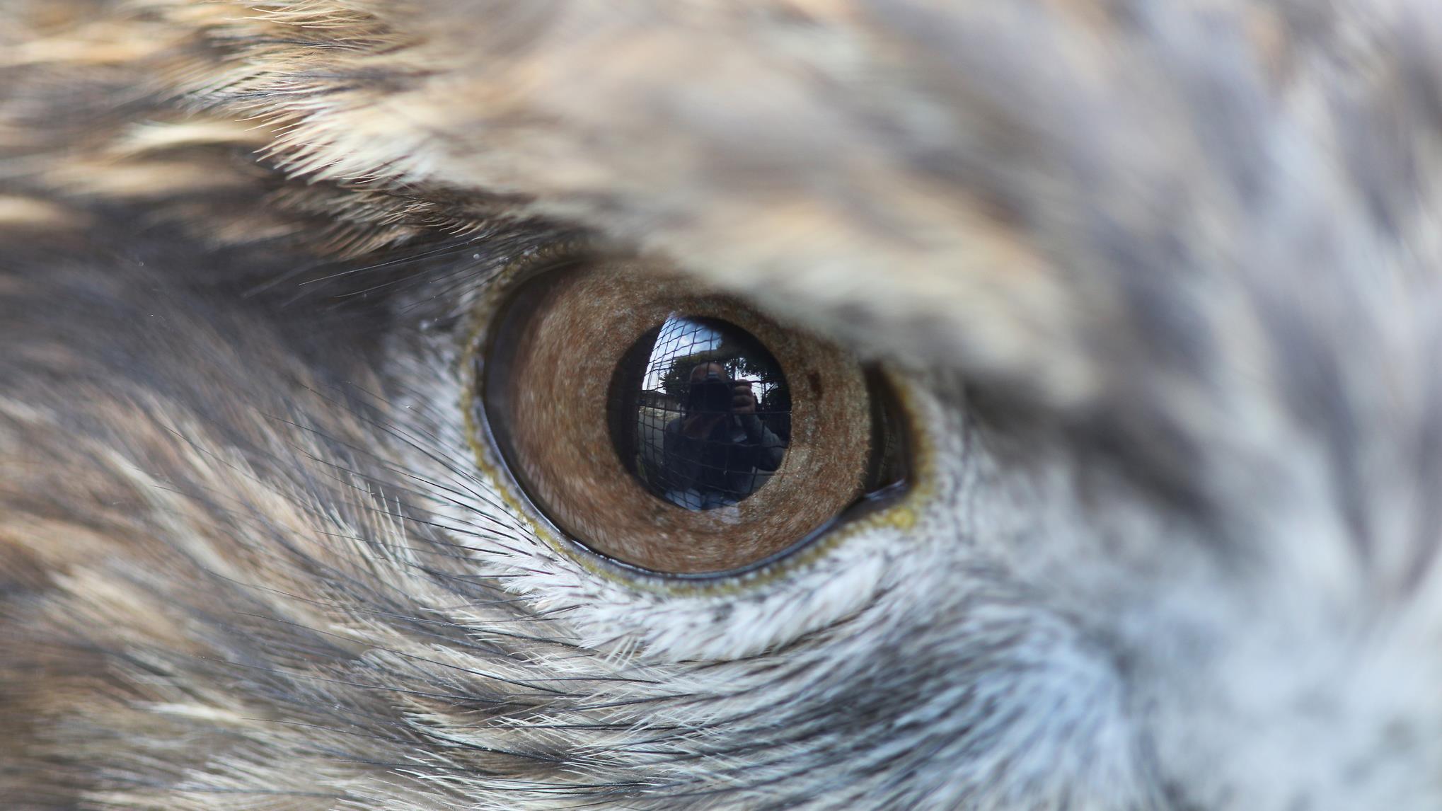 La vision chez les animaux, guidée par de fascinants mécanismes | OHdio ...