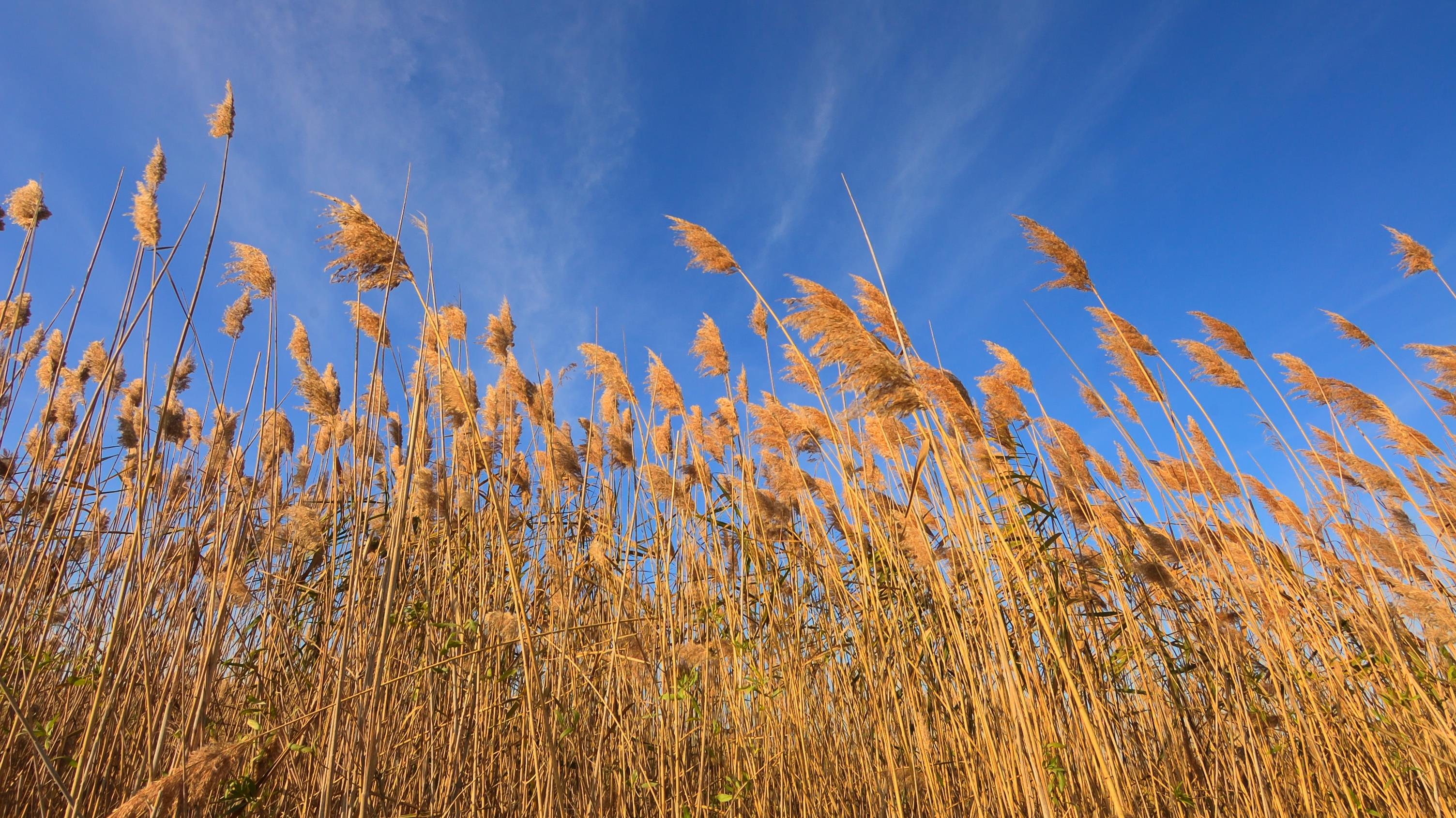 Le roseau exotique, une des plantes les plus envahissantes d'Amérique ...