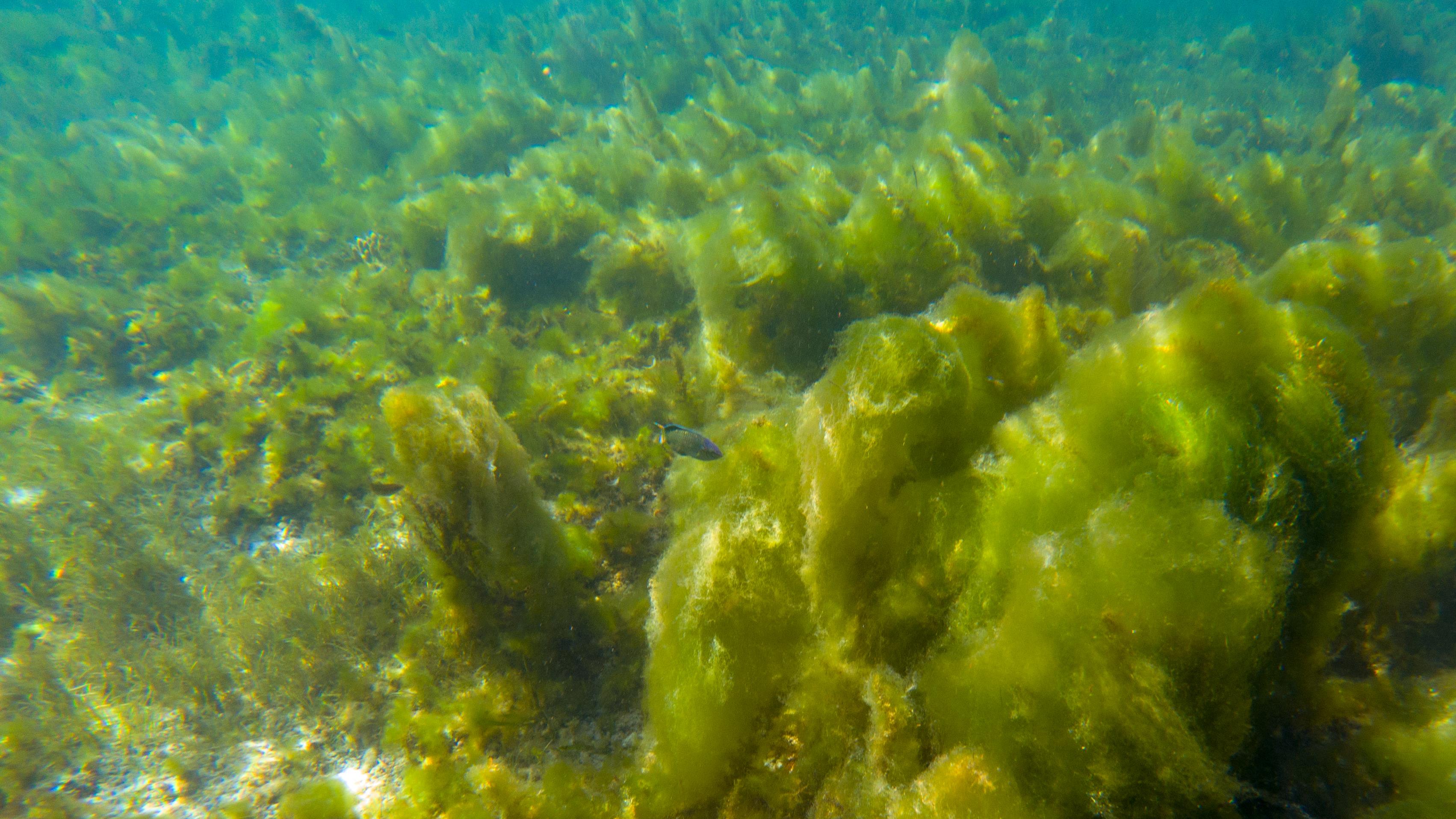 Du phytoplancton marin pour nourrir les sols et le corps | OHdio ...