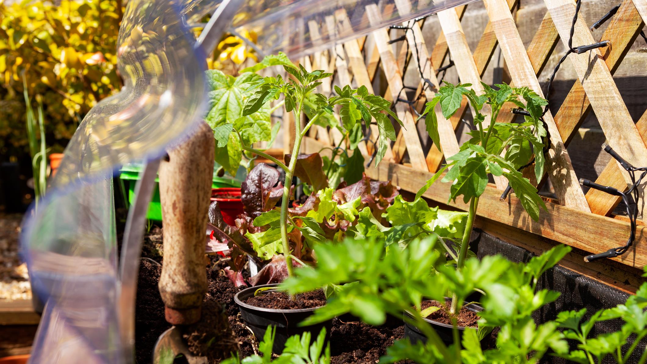 Comment cultiver un potager en pot | OHdio | Radio-Canada