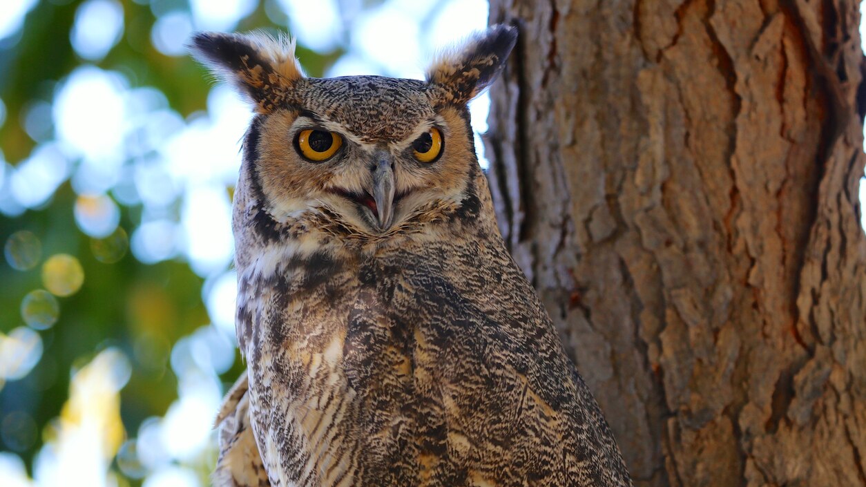 C’est le temps d’observer les hiboux | Médium large